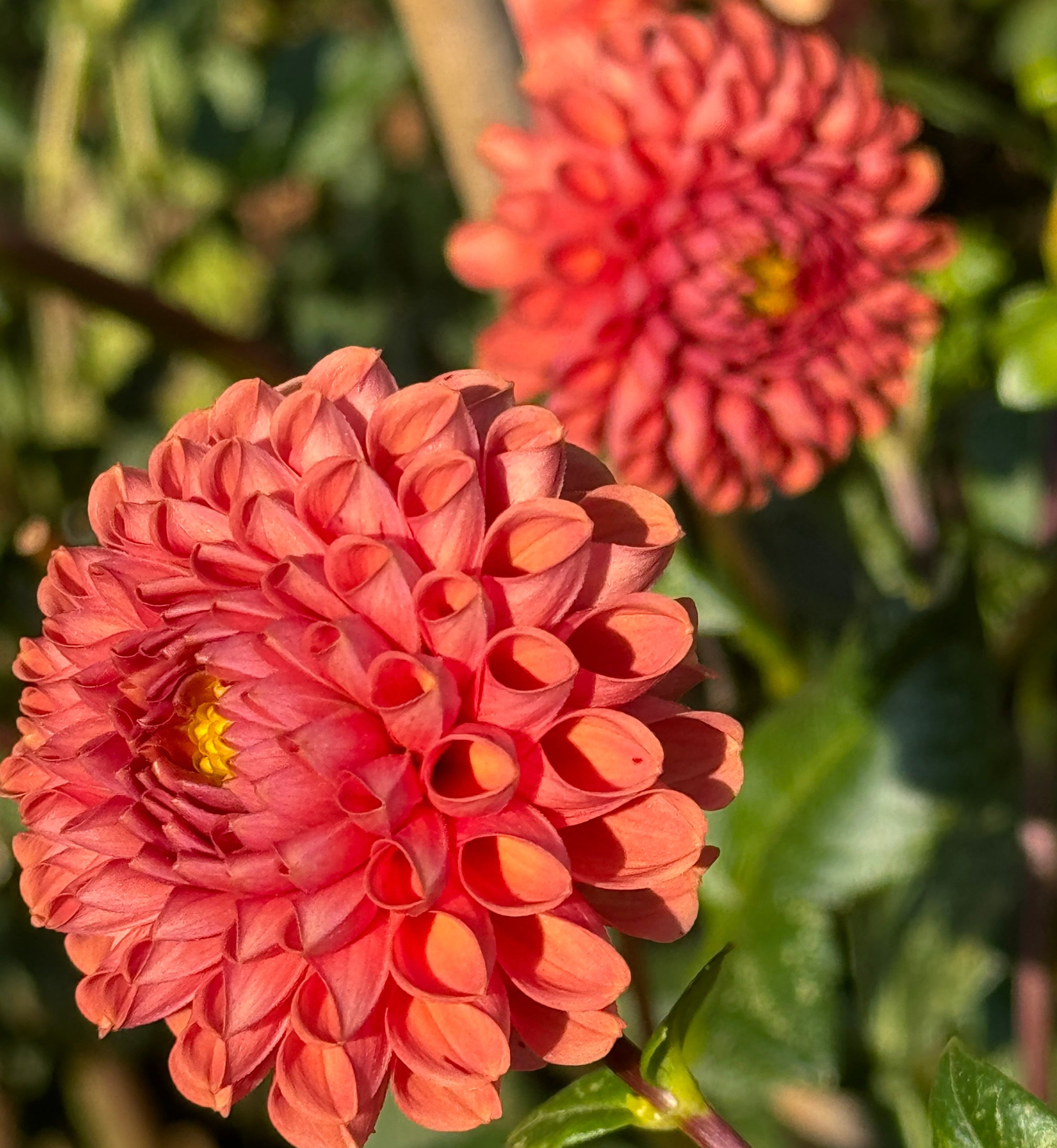 Ice Tea Dahlia – Draginas Dahlias