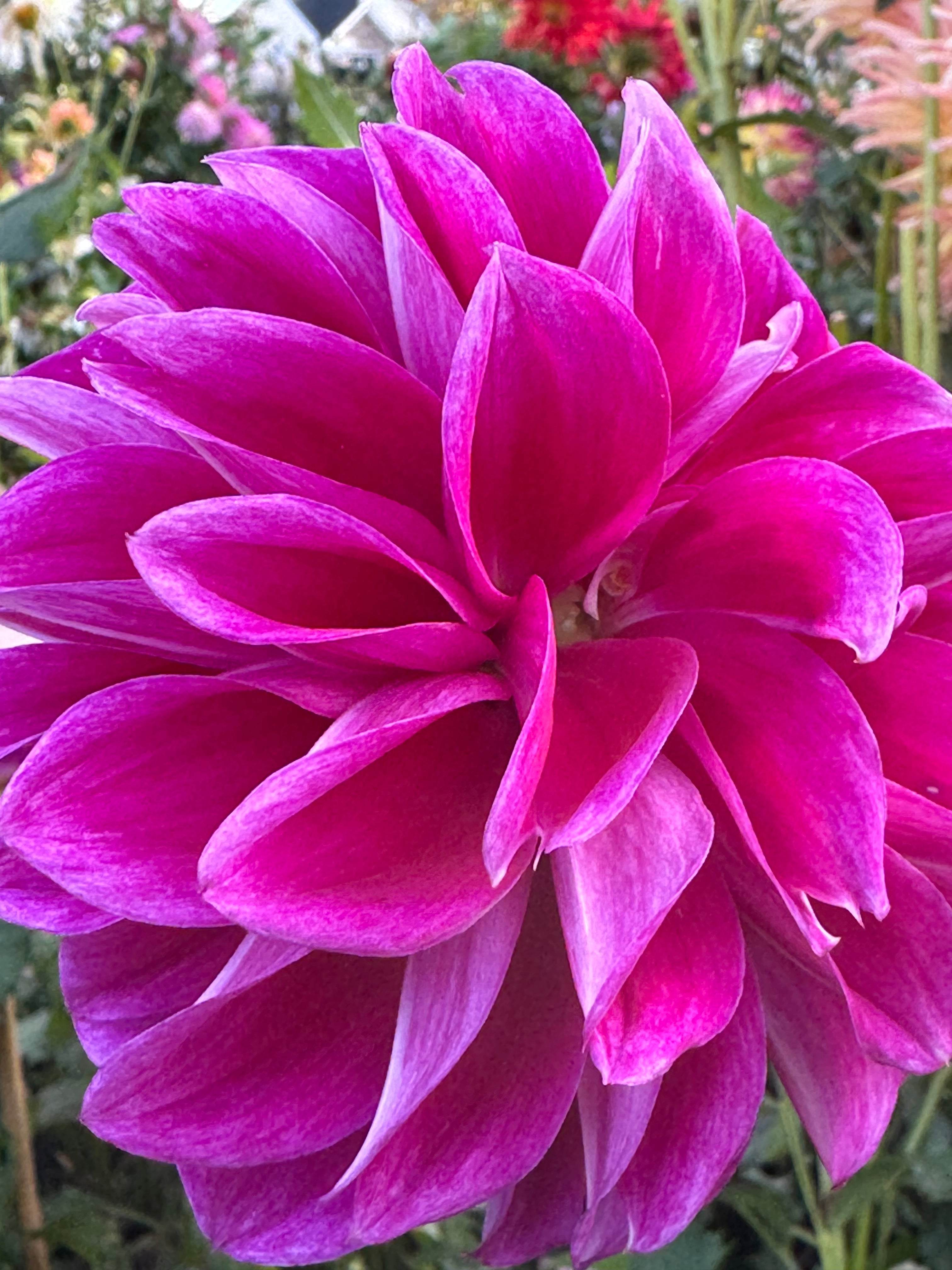Einstein Dahlia – Draginas Dahlias