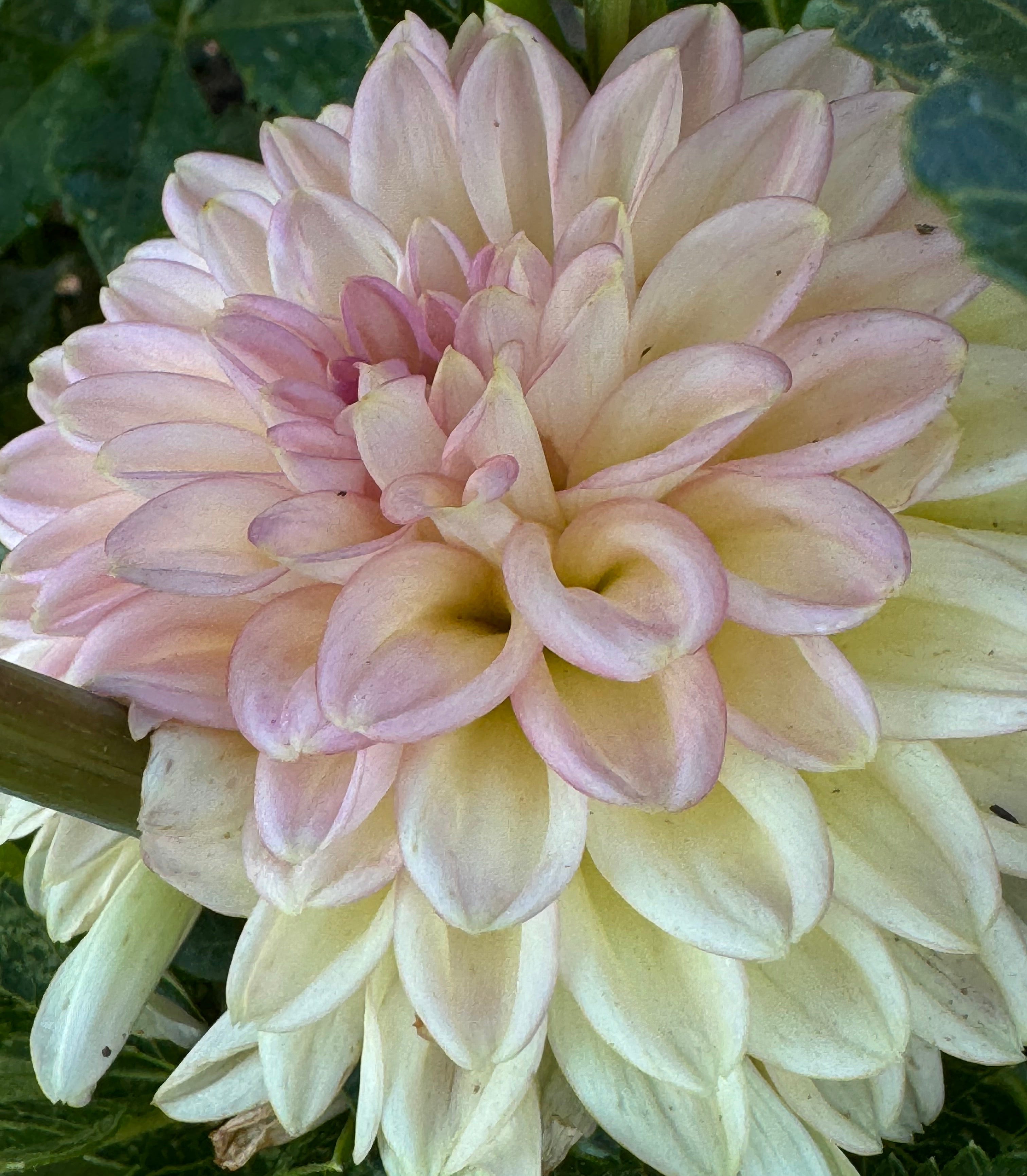 Oreti Adele Dahlia – Draginas Dahlias