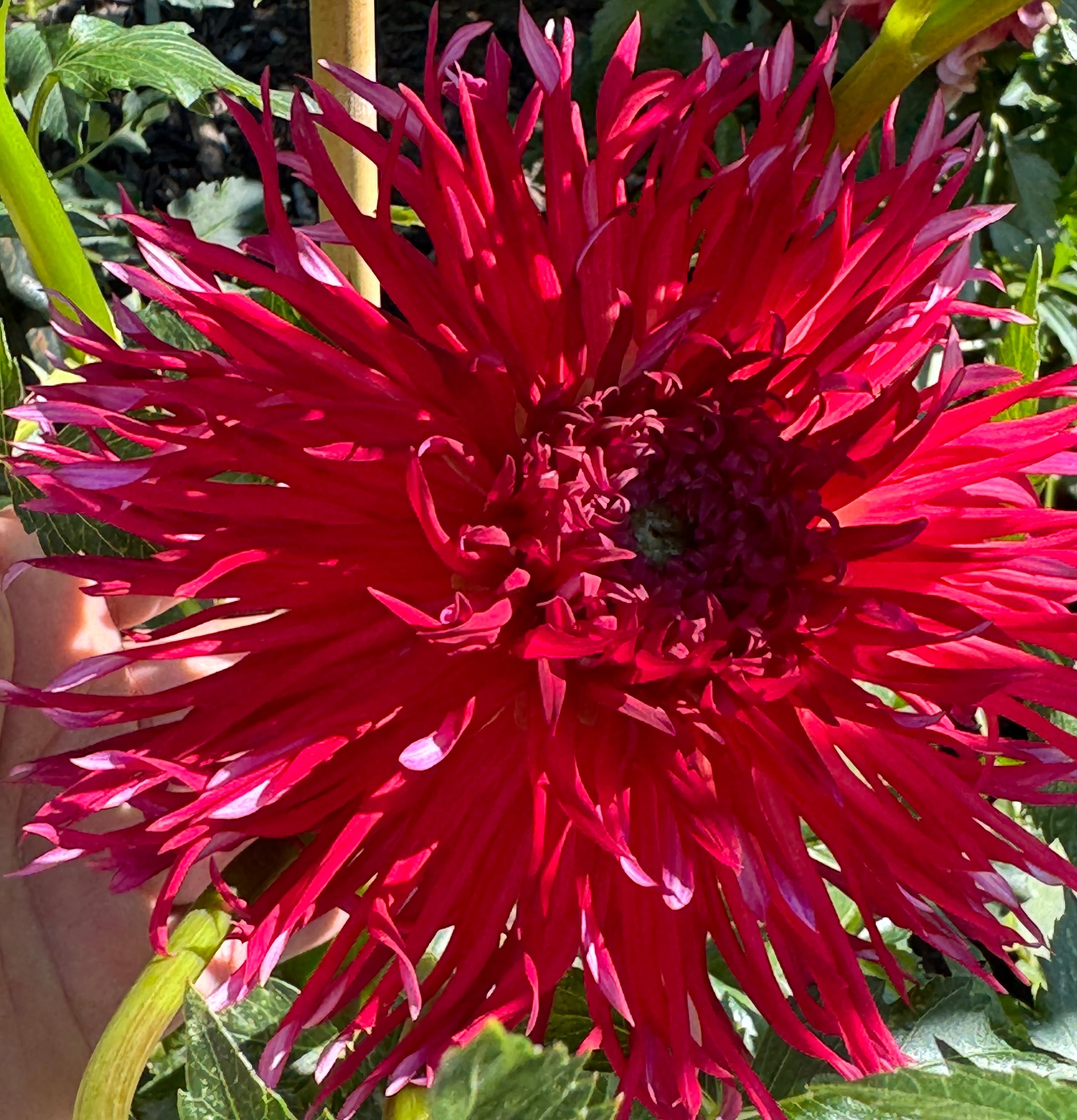 Bloomquist Joel Dahlia – Draginas Dahlias