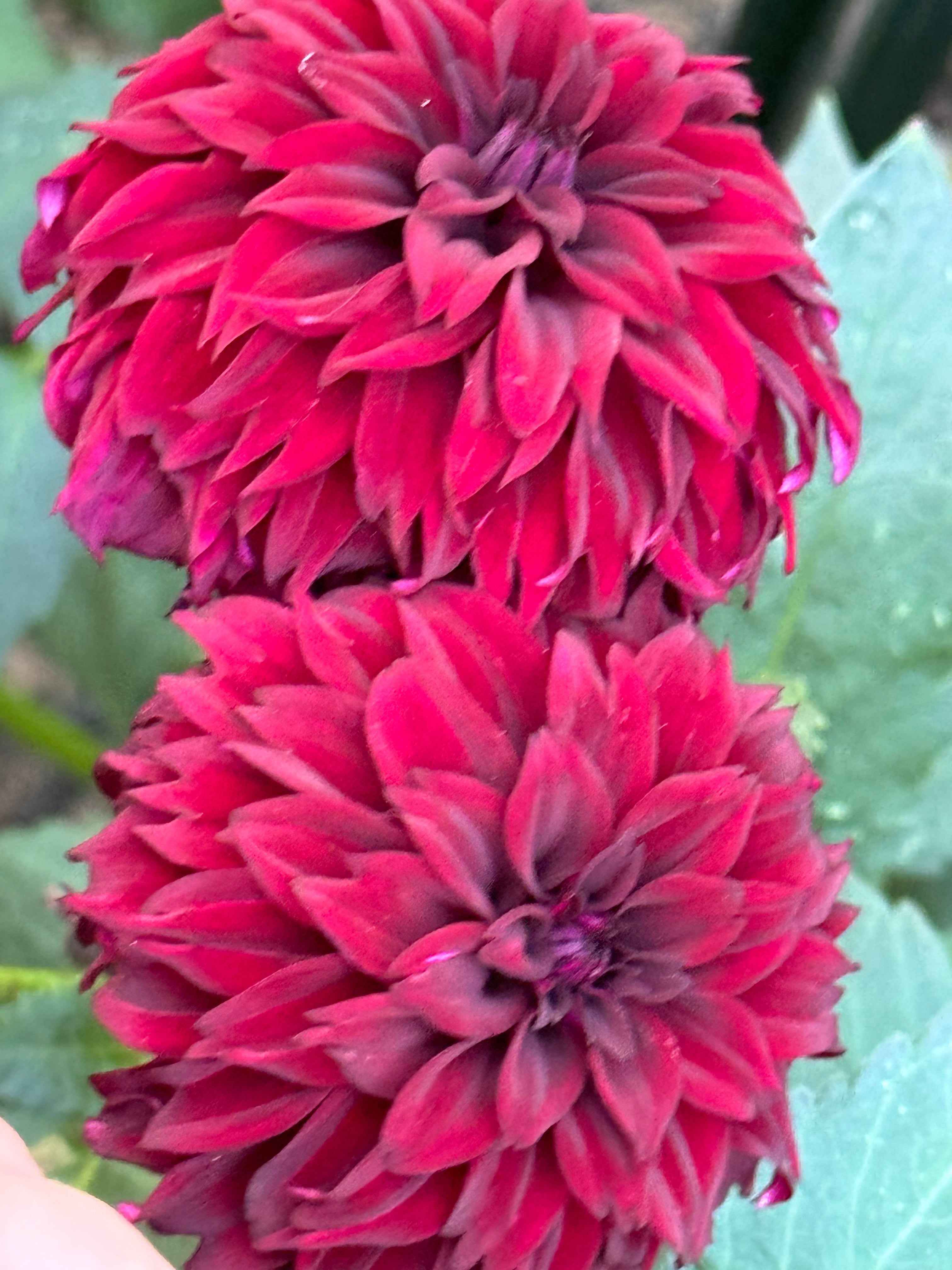 Fitzys Dark Angel Dahlia Draginas Dahlias