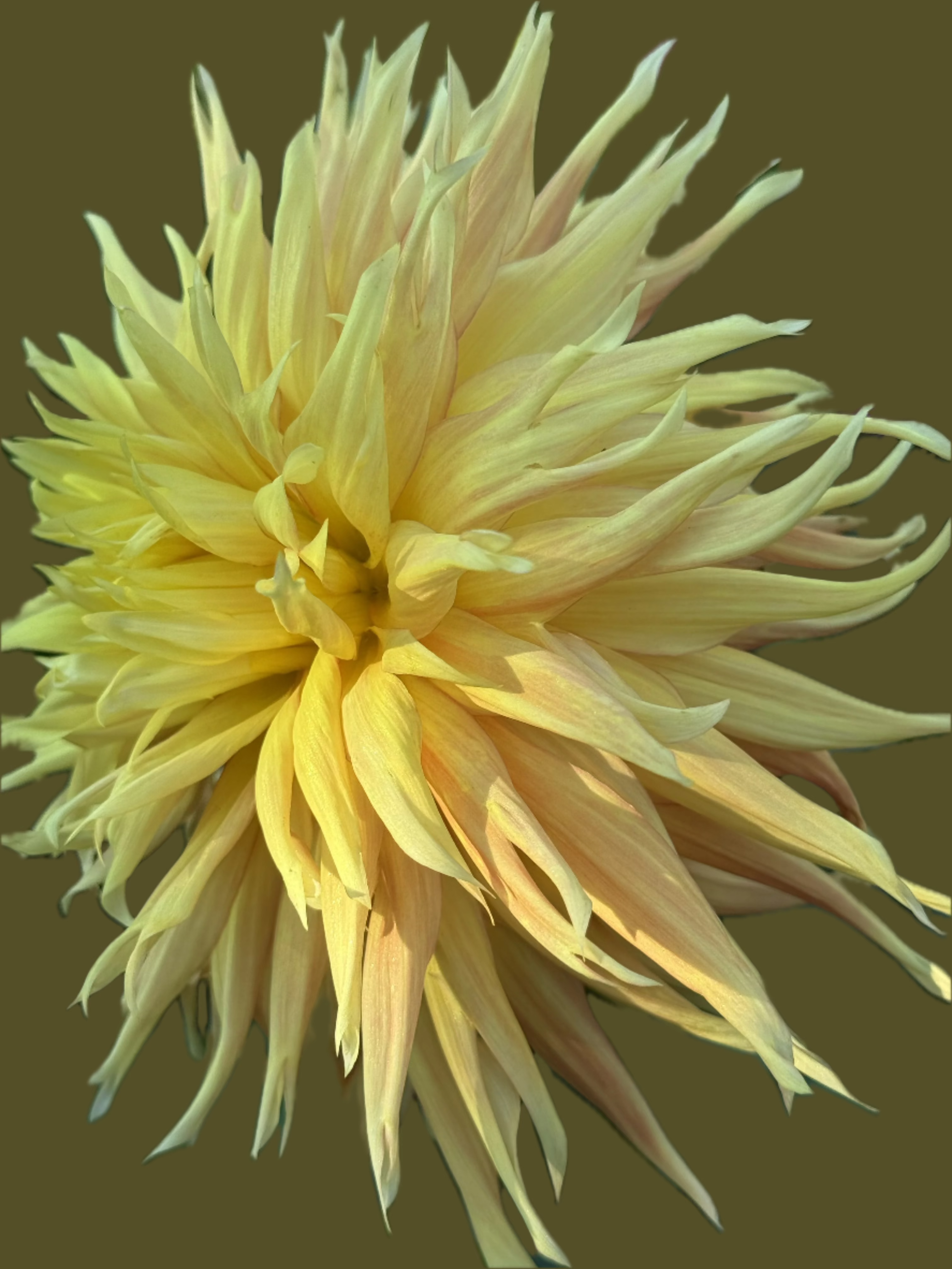 Hana Hitosuji Dahlia – Draginas Flowers LLC