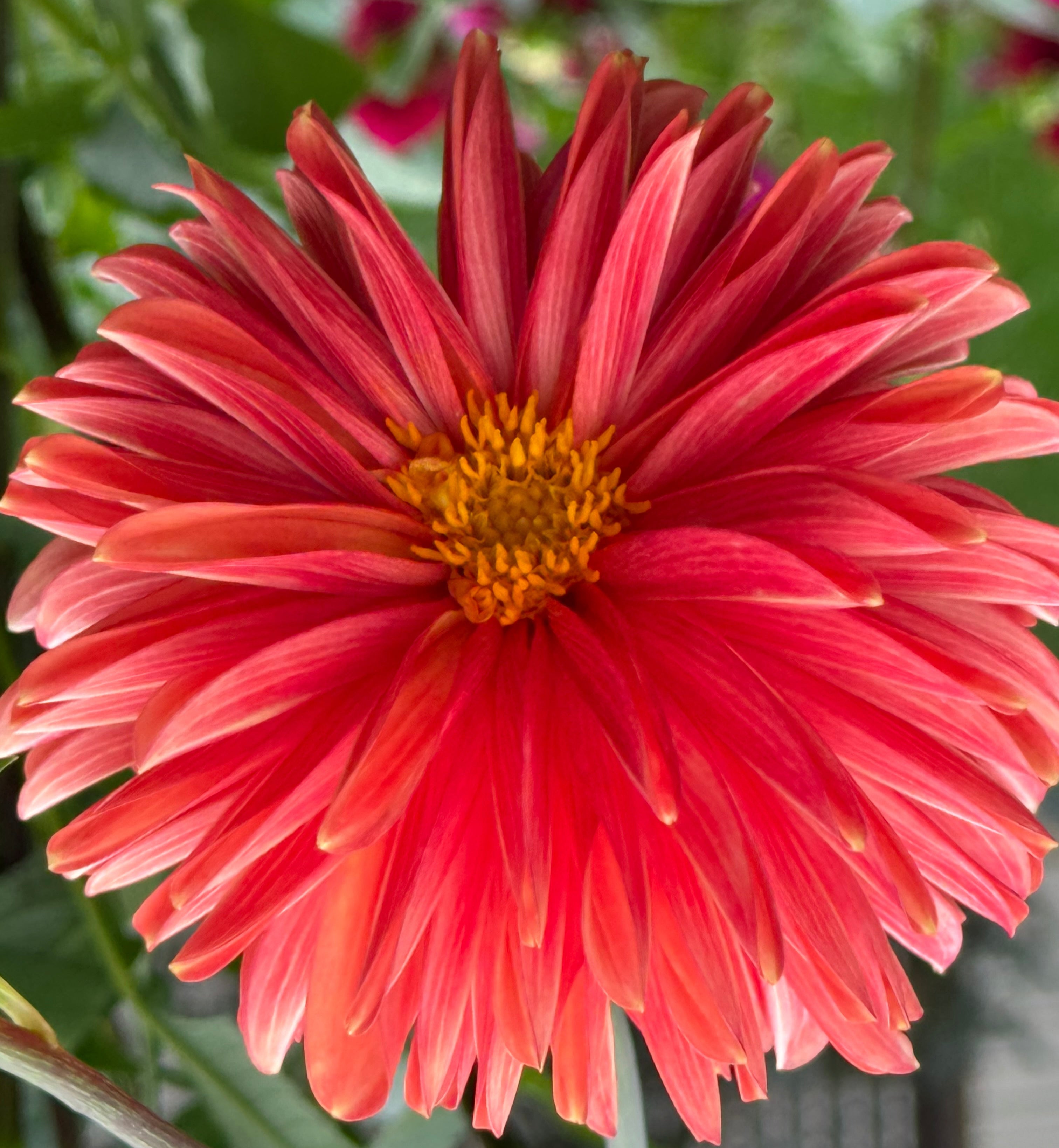 Bloomquist Collection Dahlias – Draginas Flowers LLC