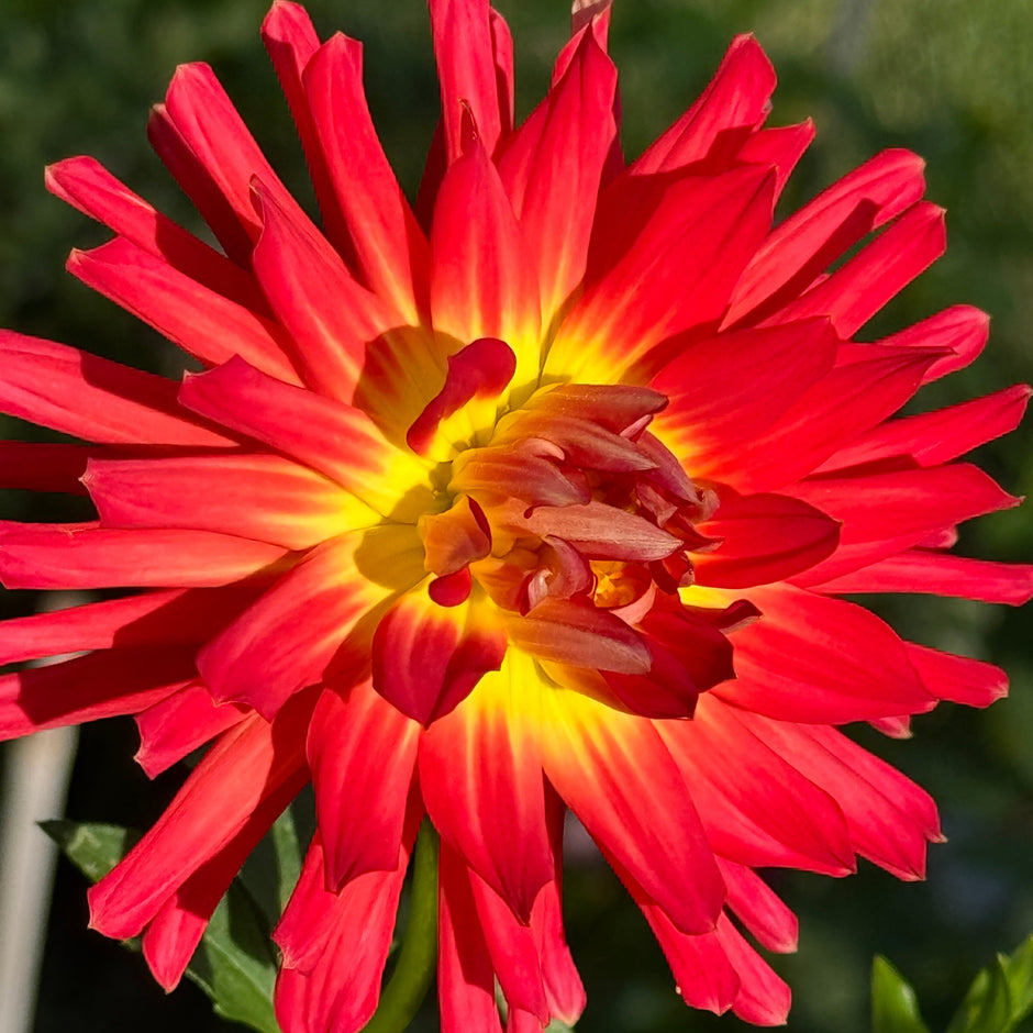 AC Collection Dahlias – Draginas Flowers LLC