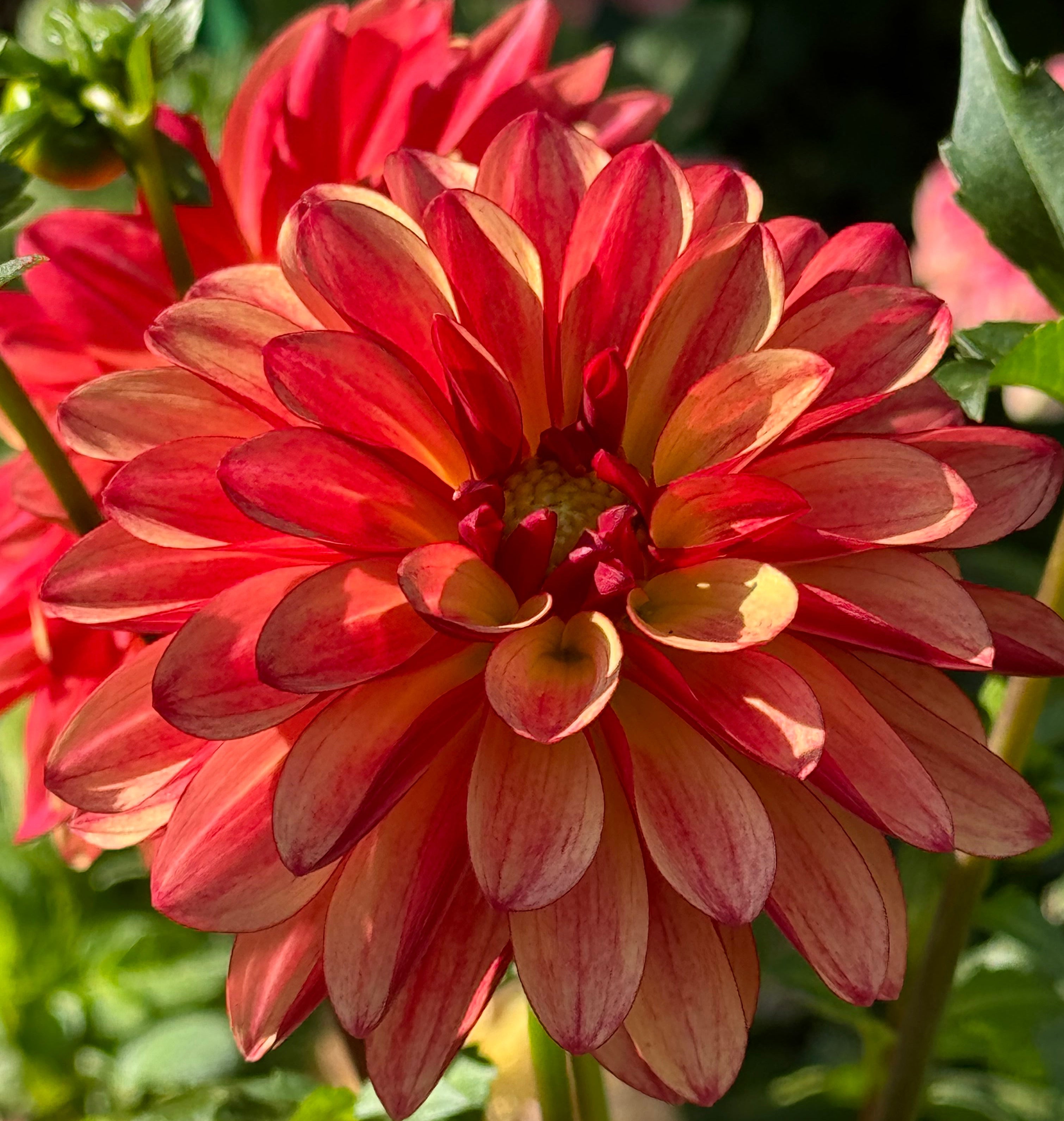 Crazy Legs Dahlia – Draginas Flowers LLC