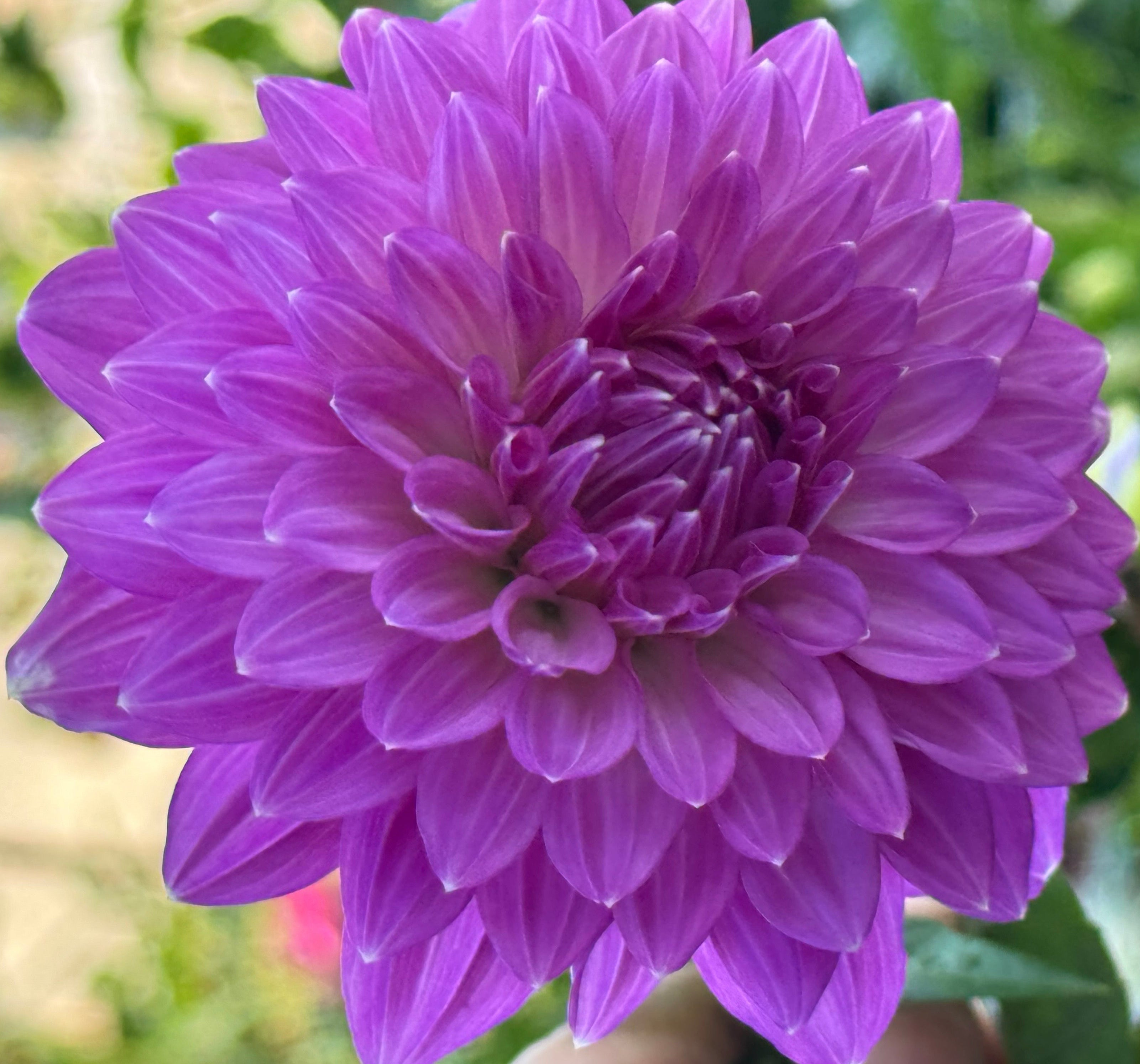 Bloomquist Clear Delight Dahlia – Draginas Dahlias