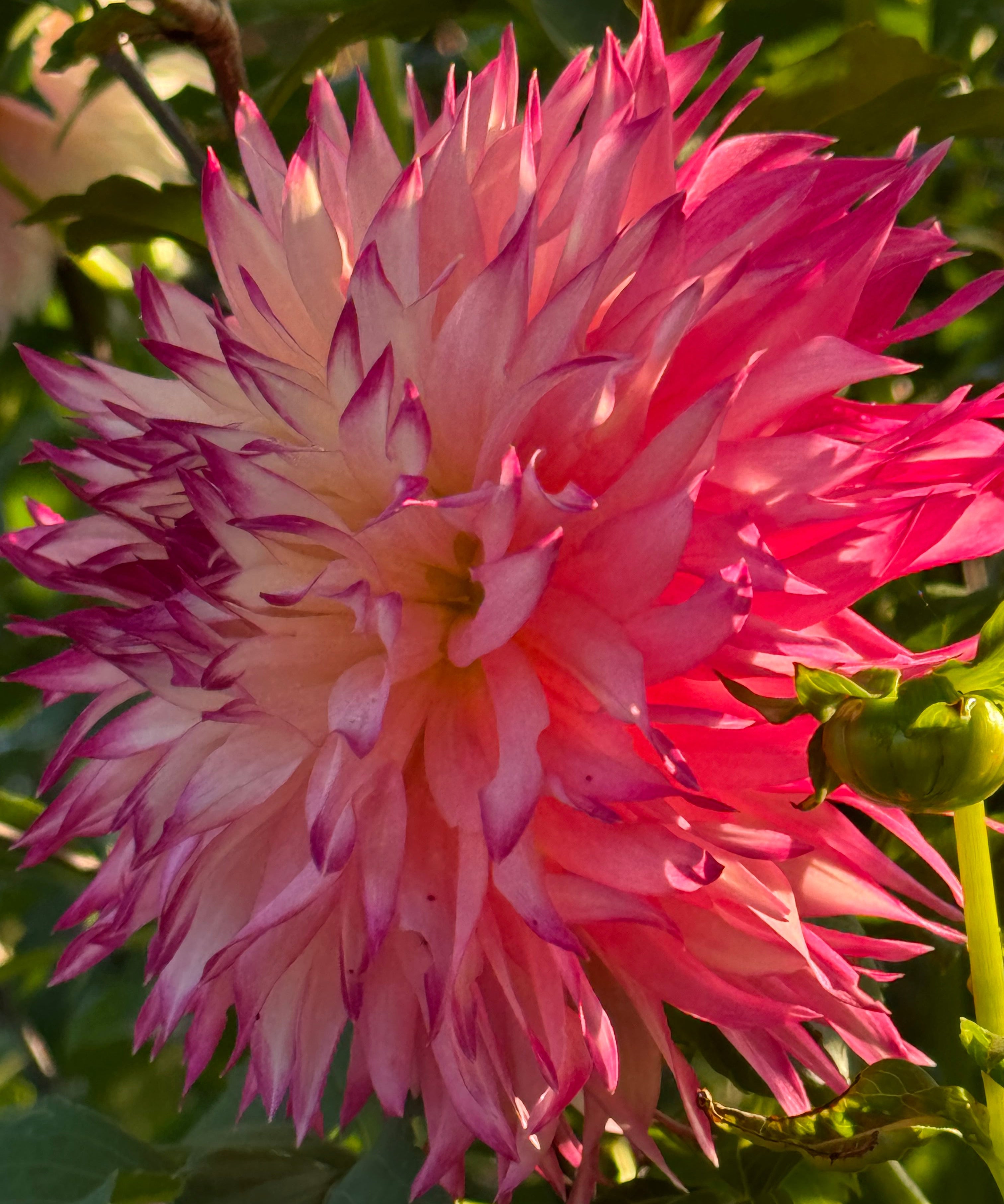 Pineland Princess Dahlia – Draginas Flowers LLC