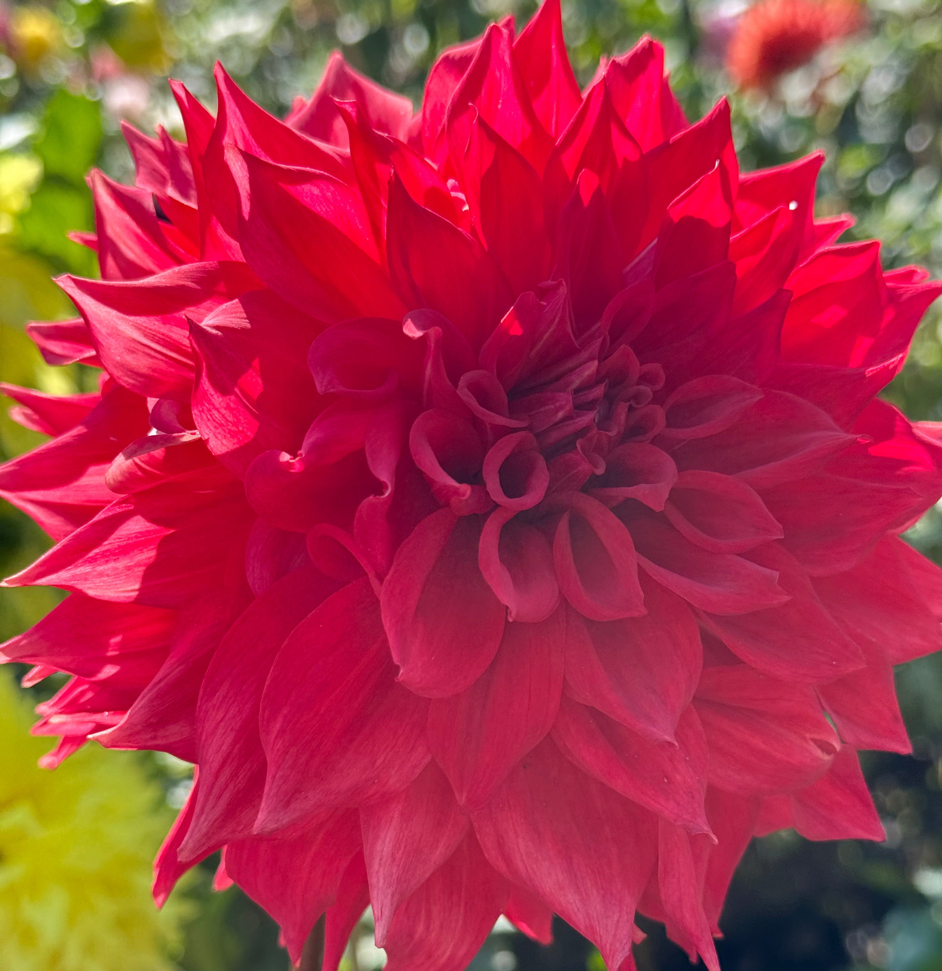 Bloomquist Compelling Dahlia – Draginas Flowers LLC