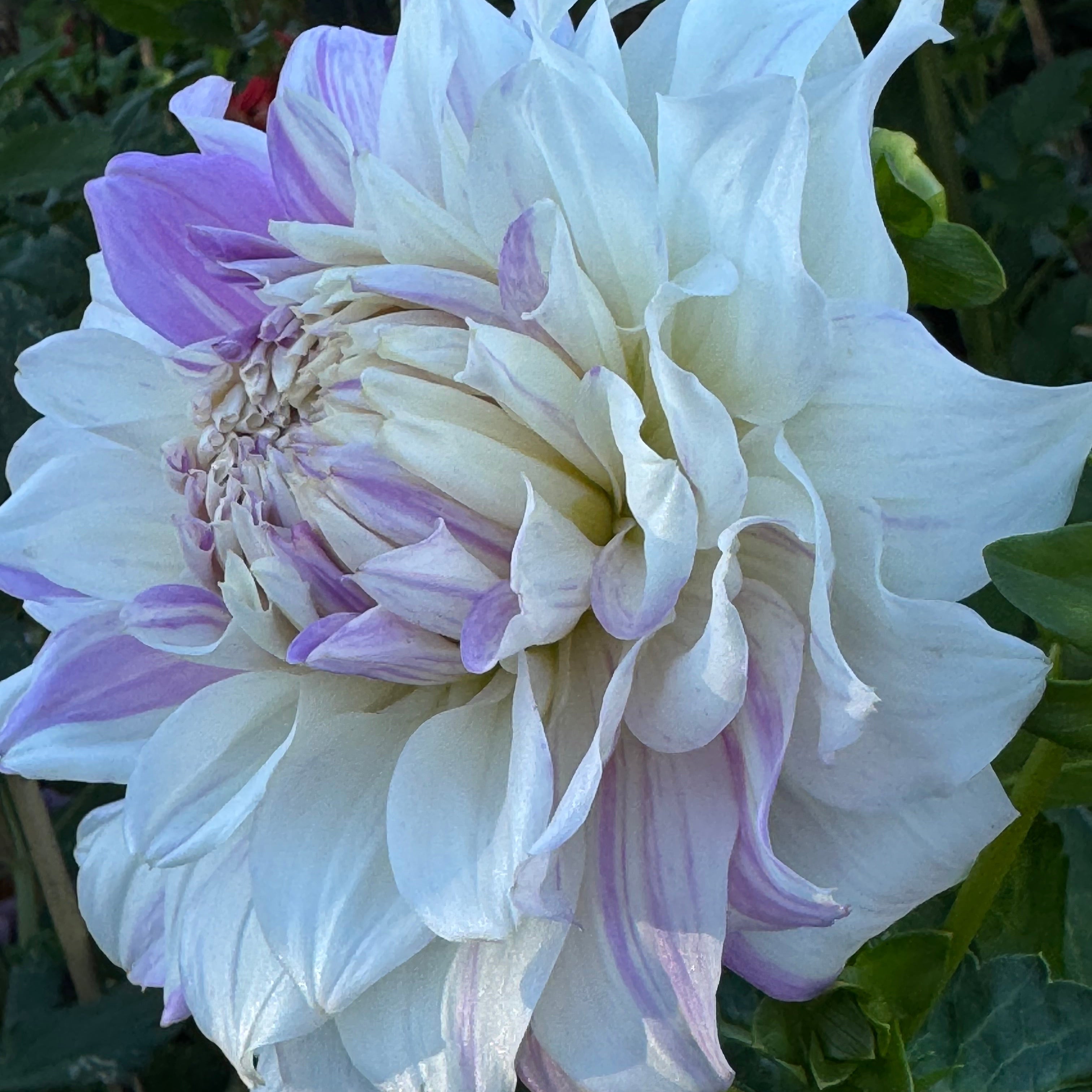 AC Paint Dahlia – Draginas Dahlias