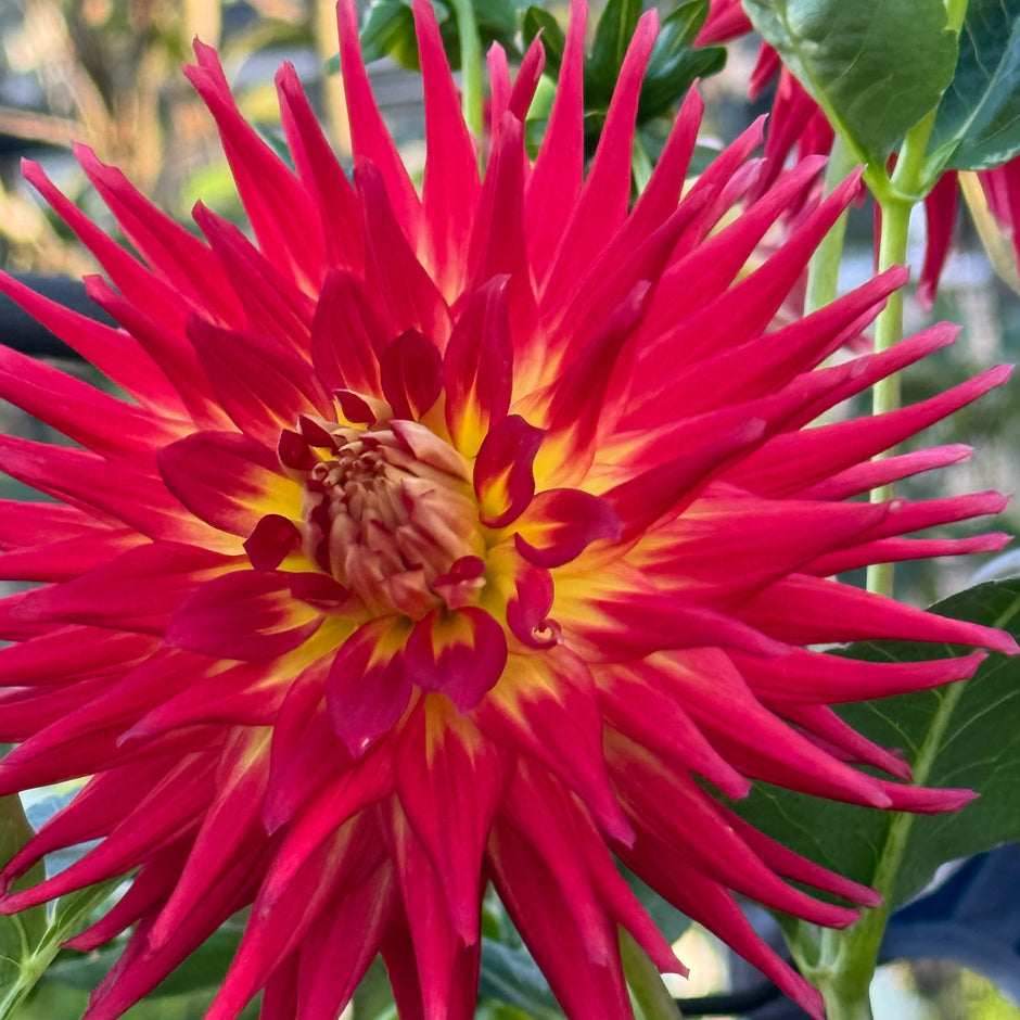 AC Collection Dahlias – Draginas Flowers LLC