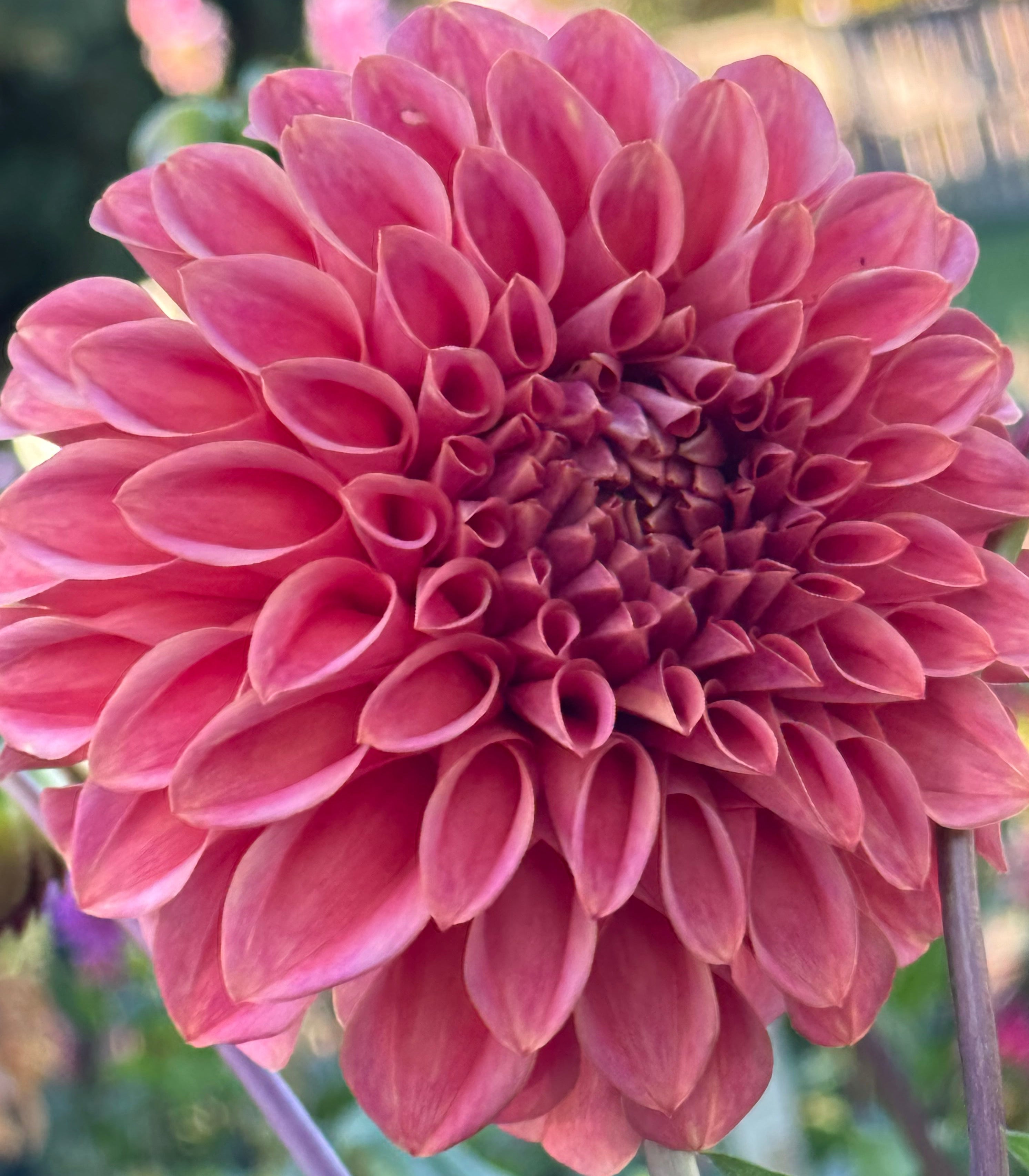 Sylvia Craig Hunter Dahlia – Draginas Flowers LLC