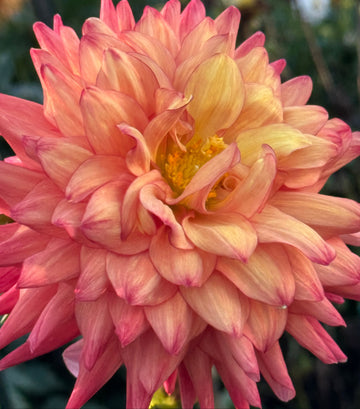 Bloomquist Collection Dahlias – Draginas Flowers LLC
