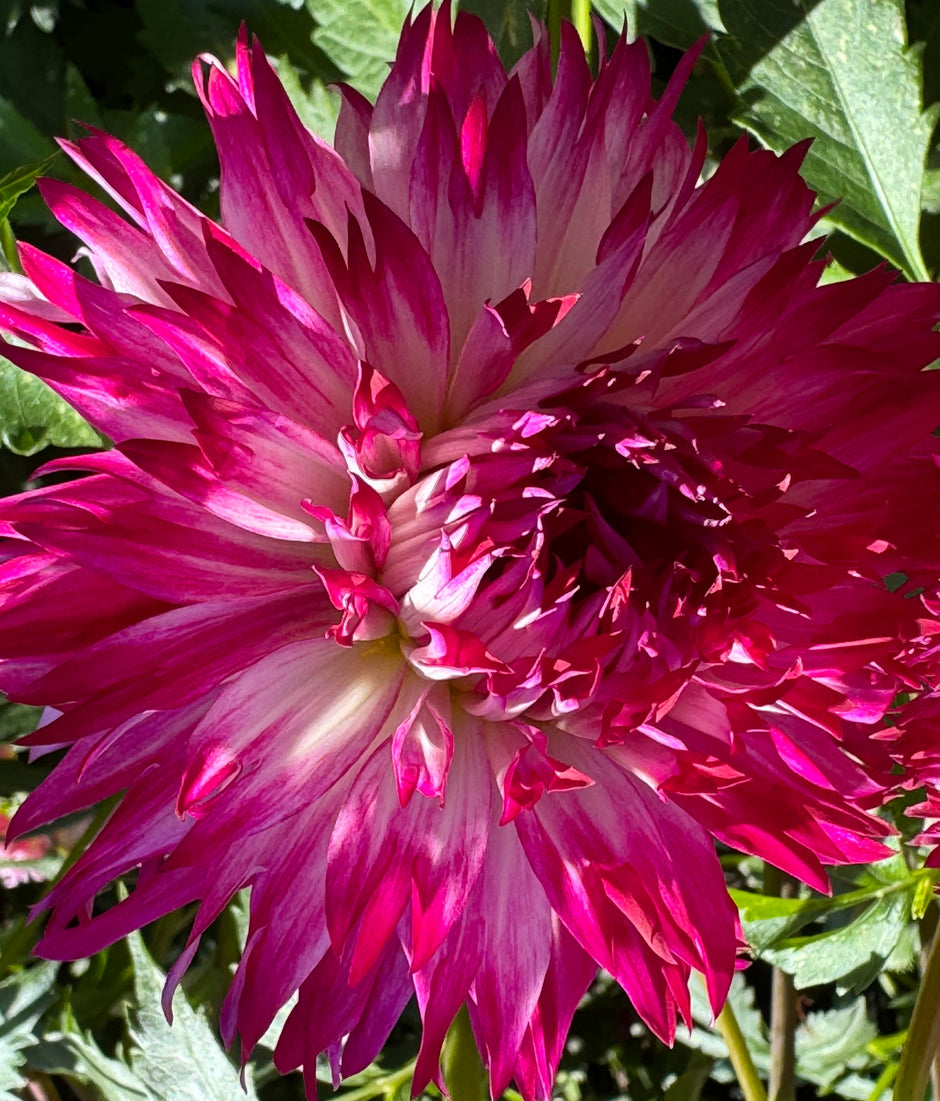 Bloomquist Collection Dahlias – Draginas Dahlias