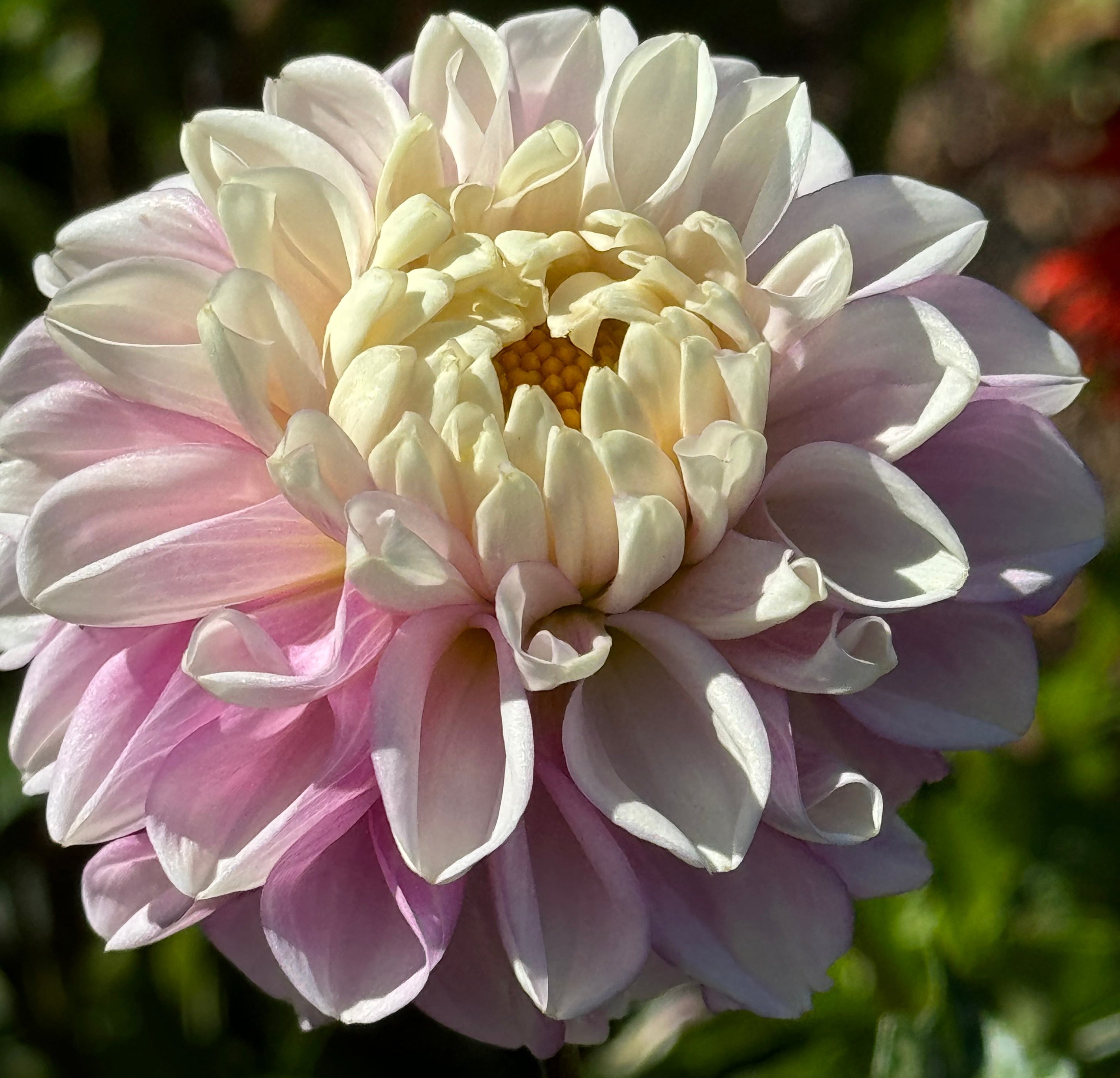 Fluffles Dahlia – Draginas Dahlias