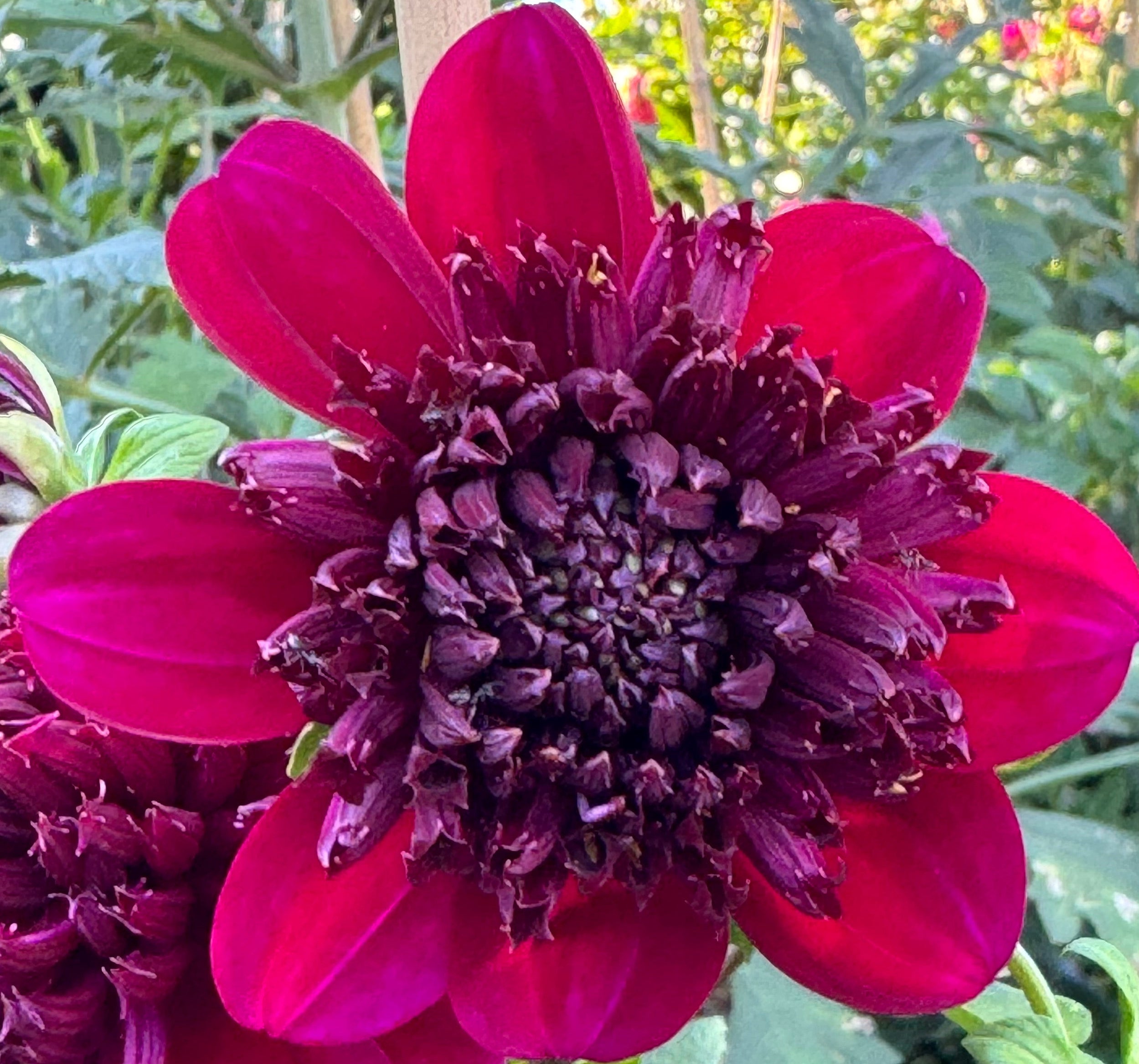 Bloomquist Larrie Ann Dahlia – Draginas Dahlias