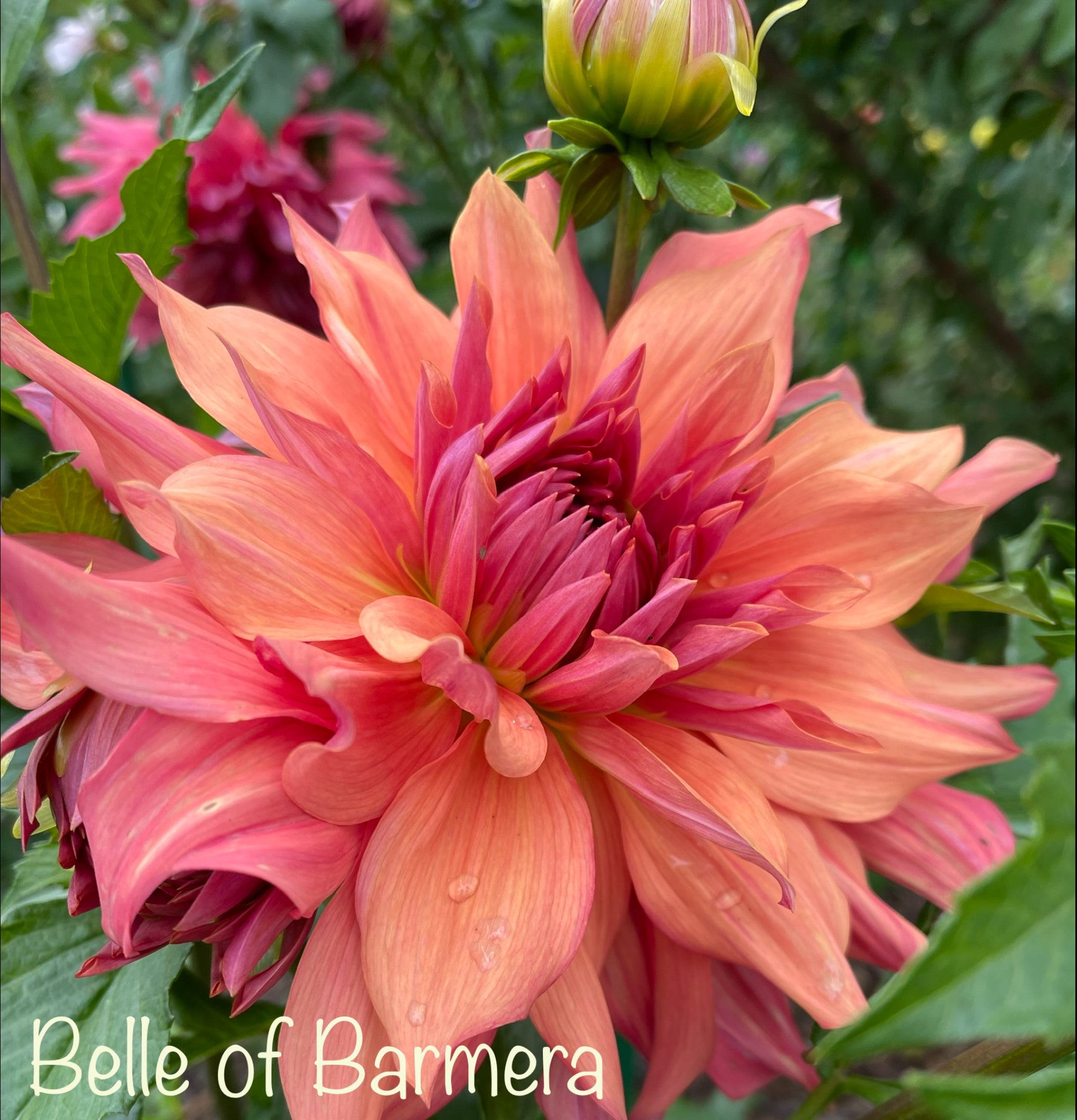 Belle of Barmera Dahlia – Draginas Dahlias