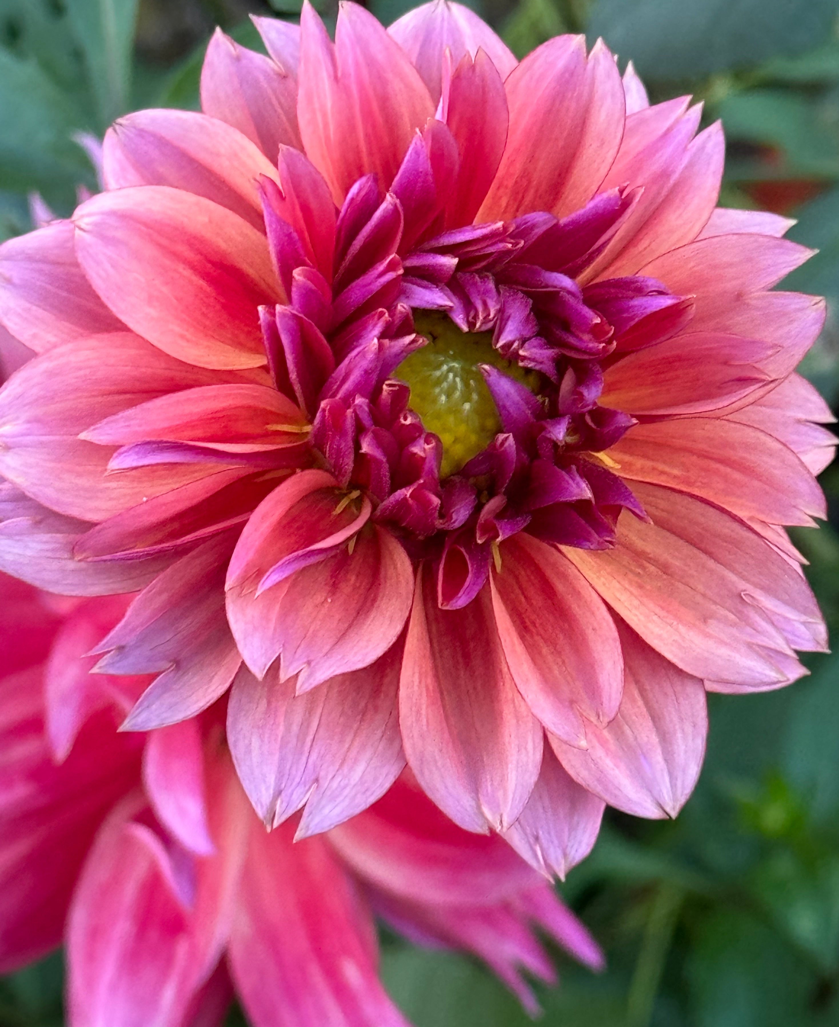 Sonic Bloom Dahlia – Draginas Dahlias