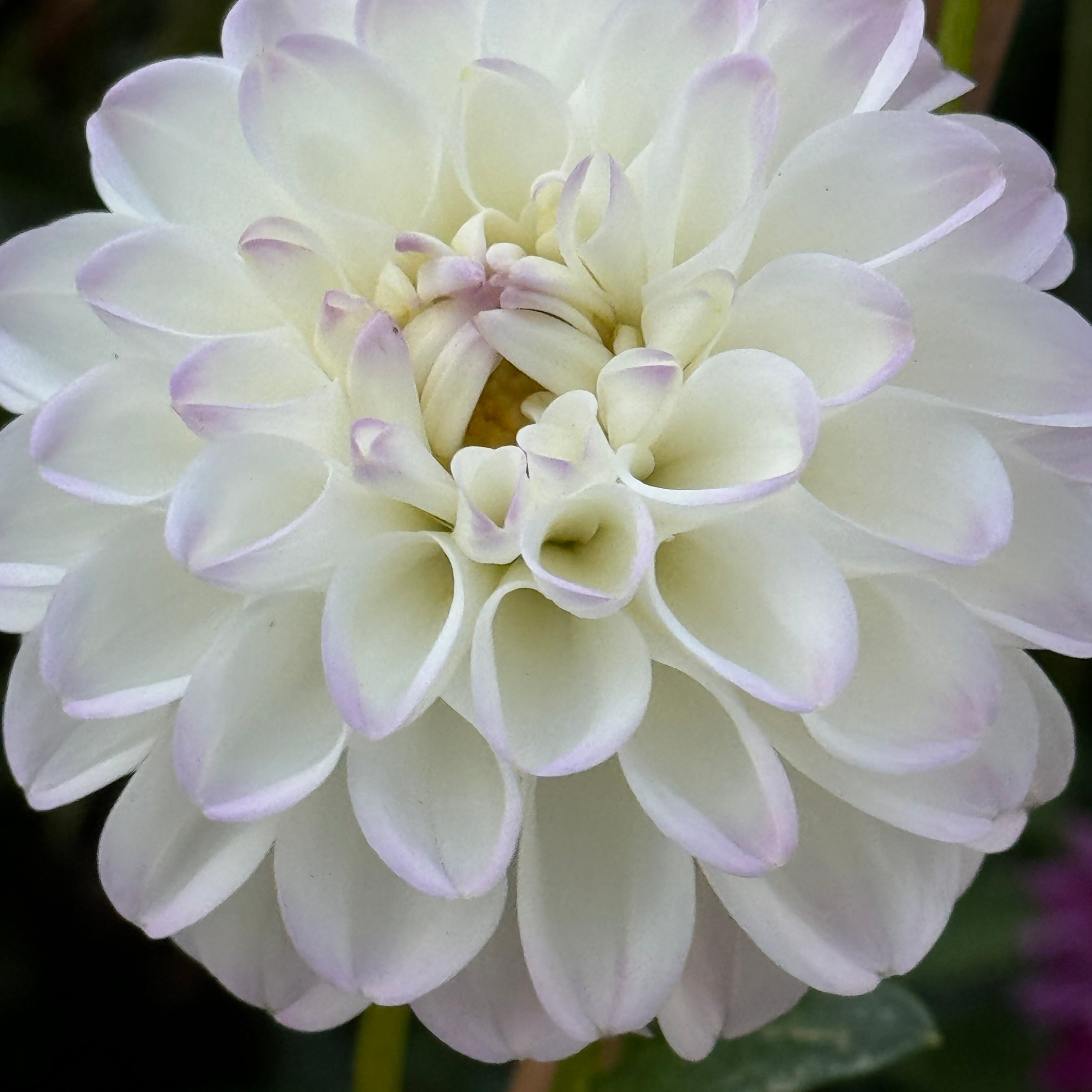 Dorothy Rose Dahlia – Draginas Dahlias