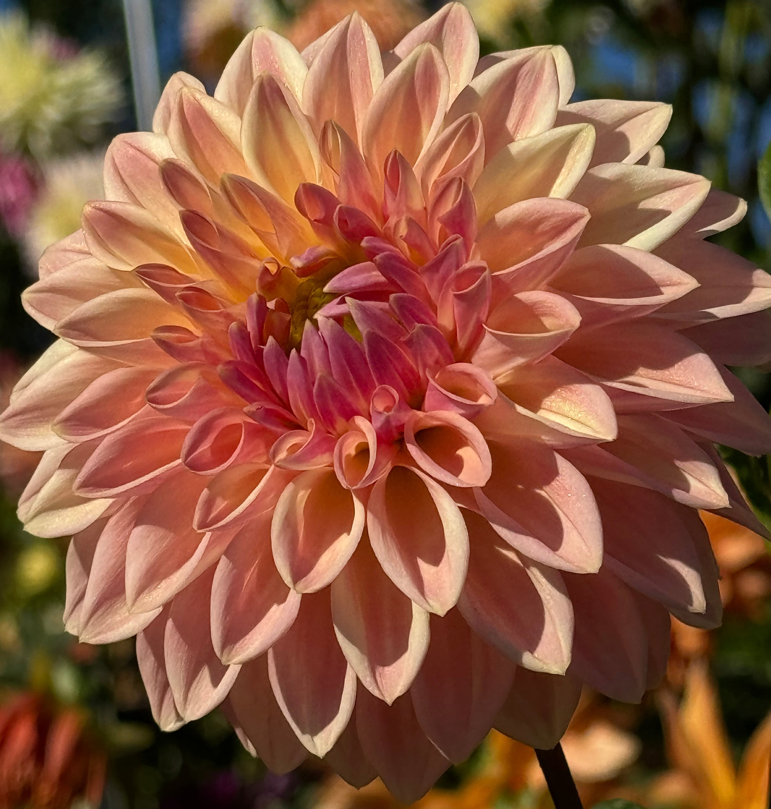 Bloomquist Alan Dahlia – Draginas Dahlias