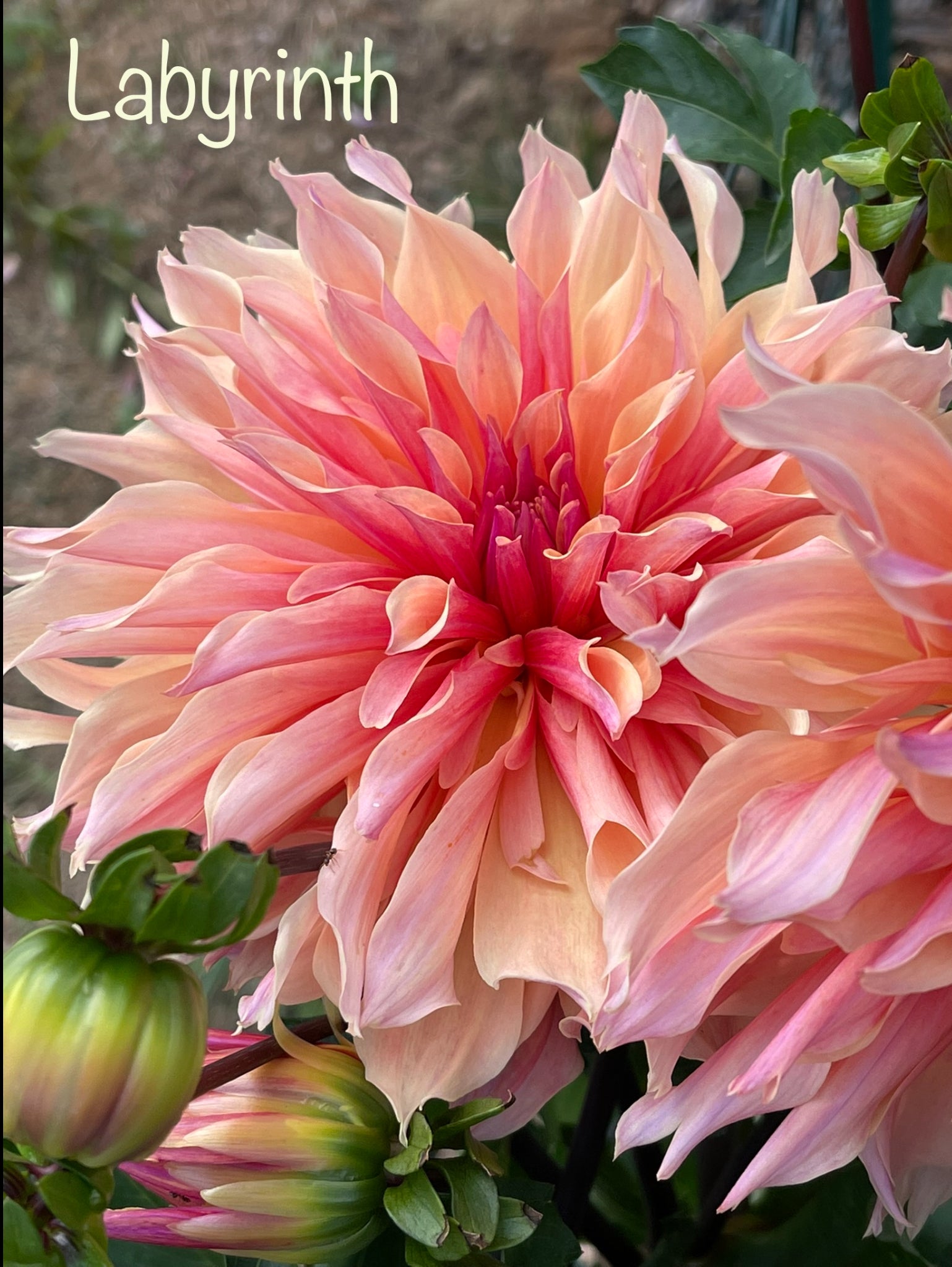 Labyrinth Dahlia – Draginas Dahlias