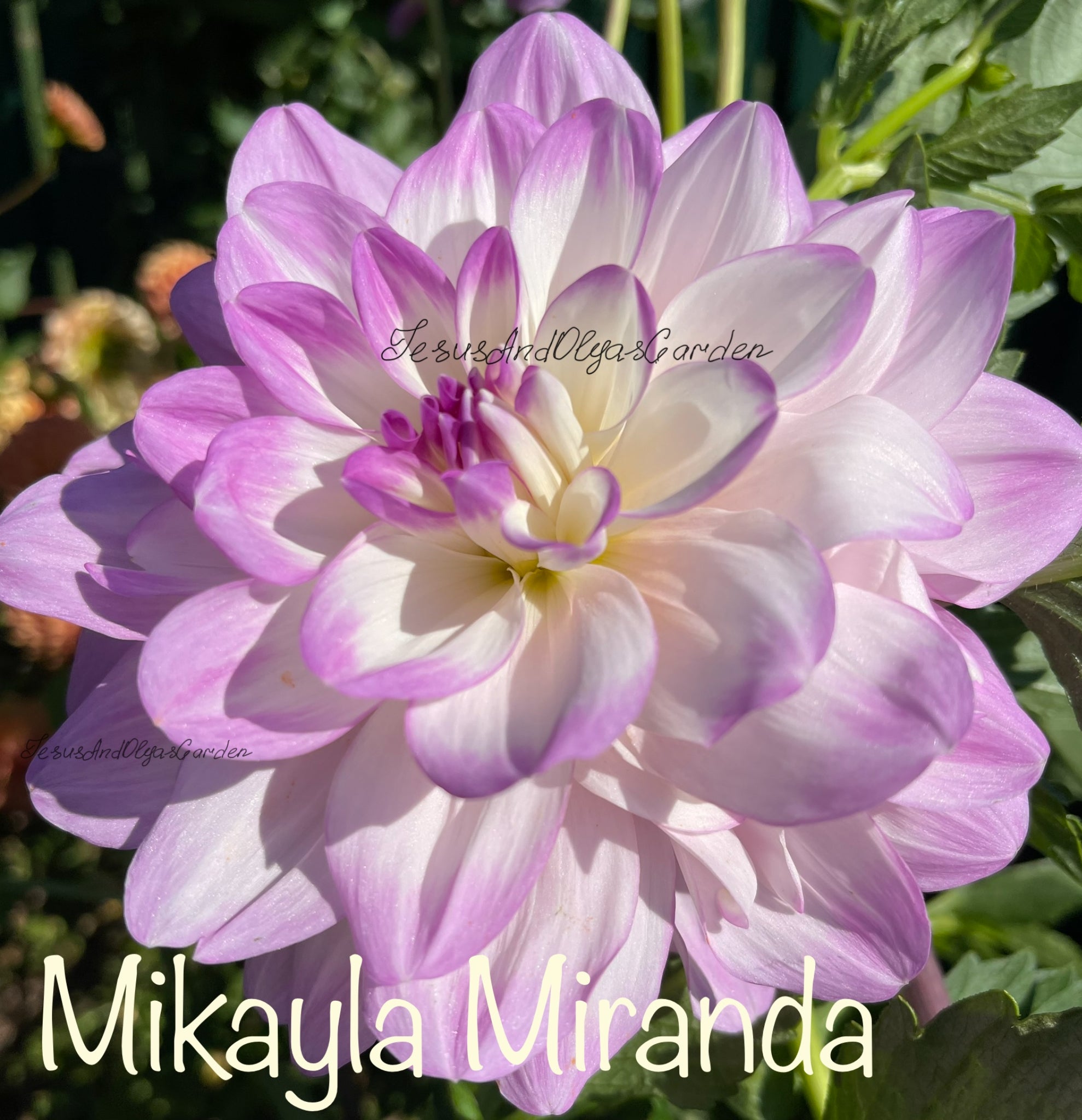 Mikayla Miranda Dahlia – Draginas Dahlias