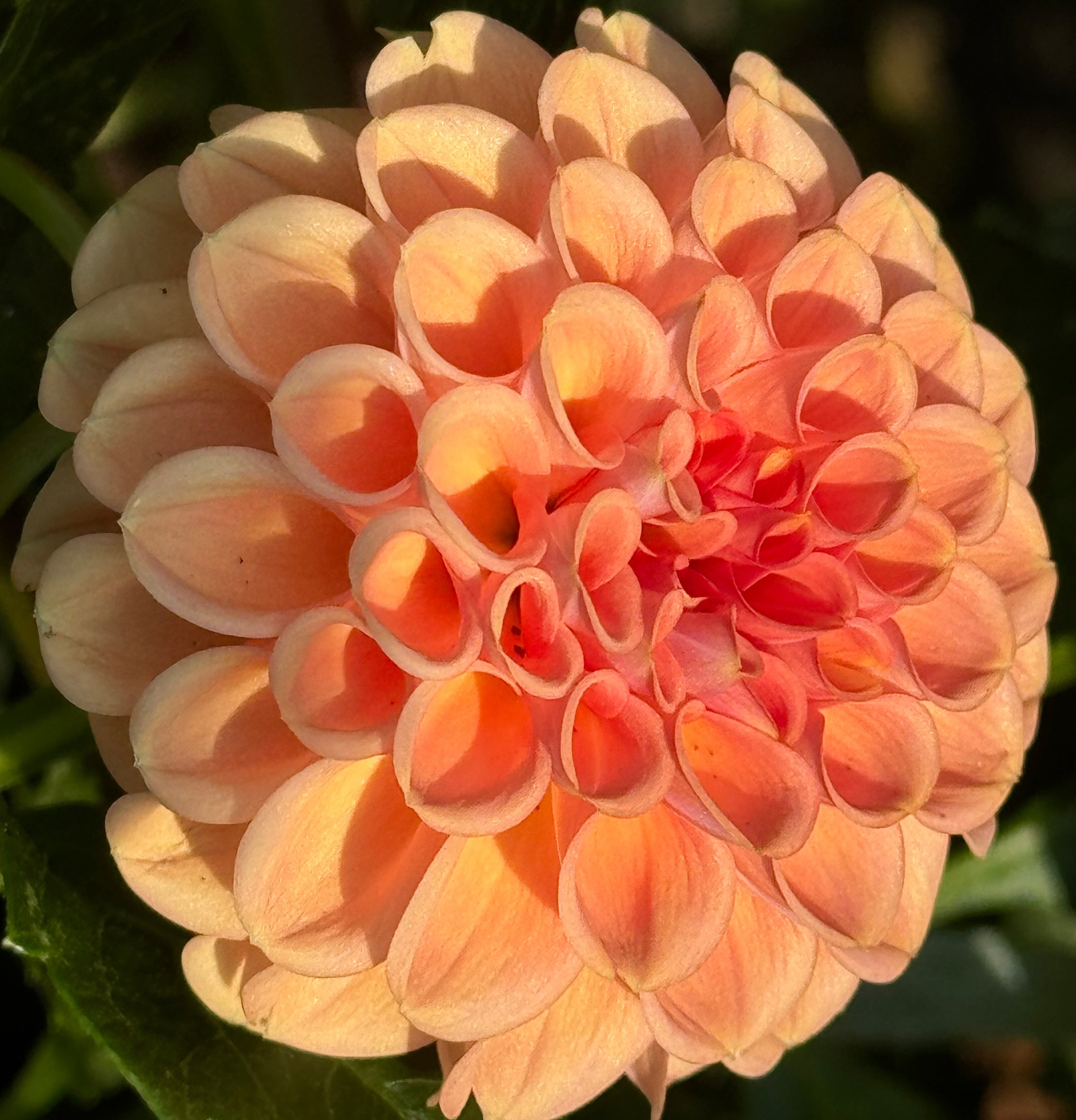 Hy Suntan Dahlia – Draginas Dahlias