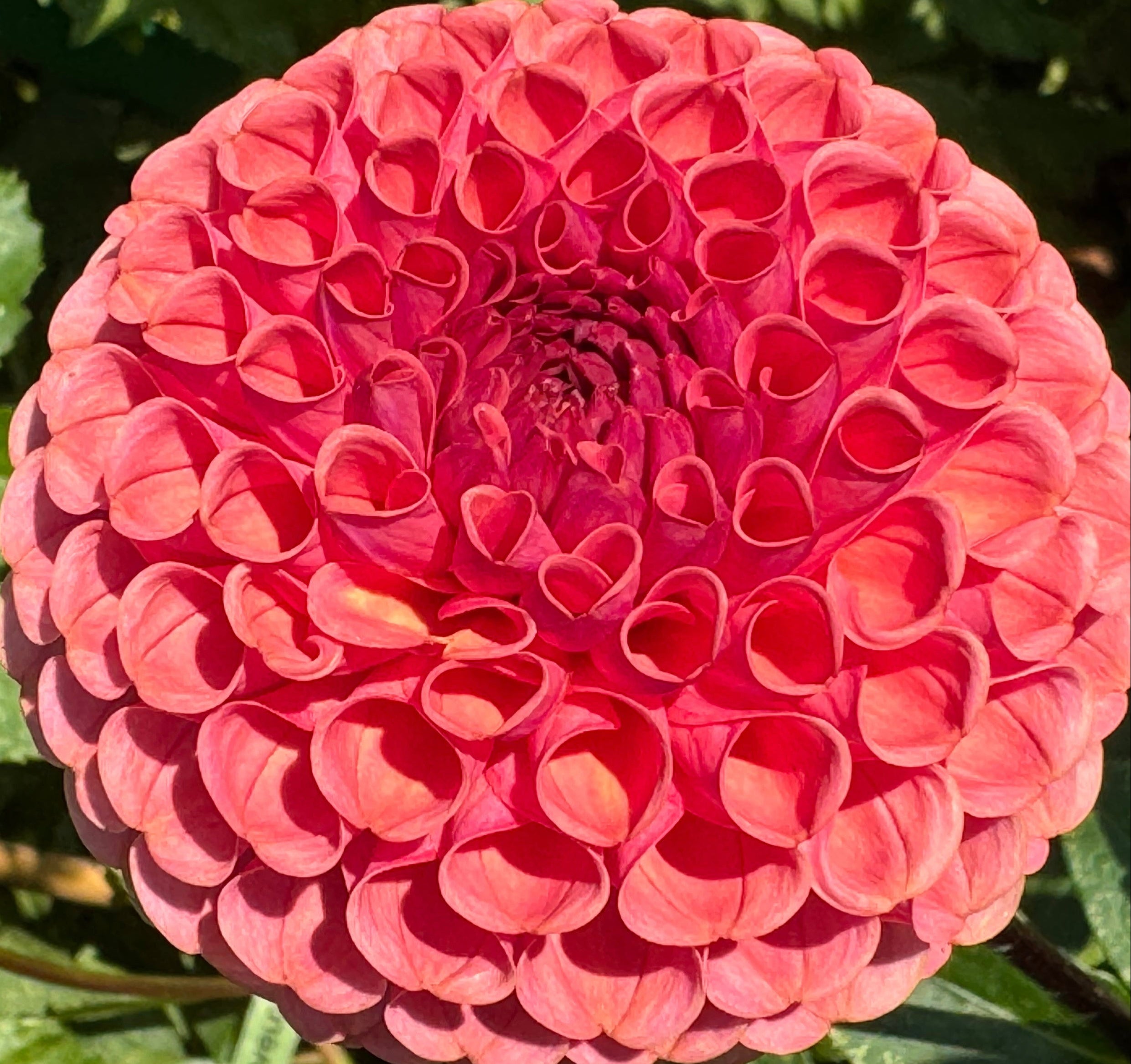 Ferncliff Rusty Dahlia – Draginas Flowers LLC