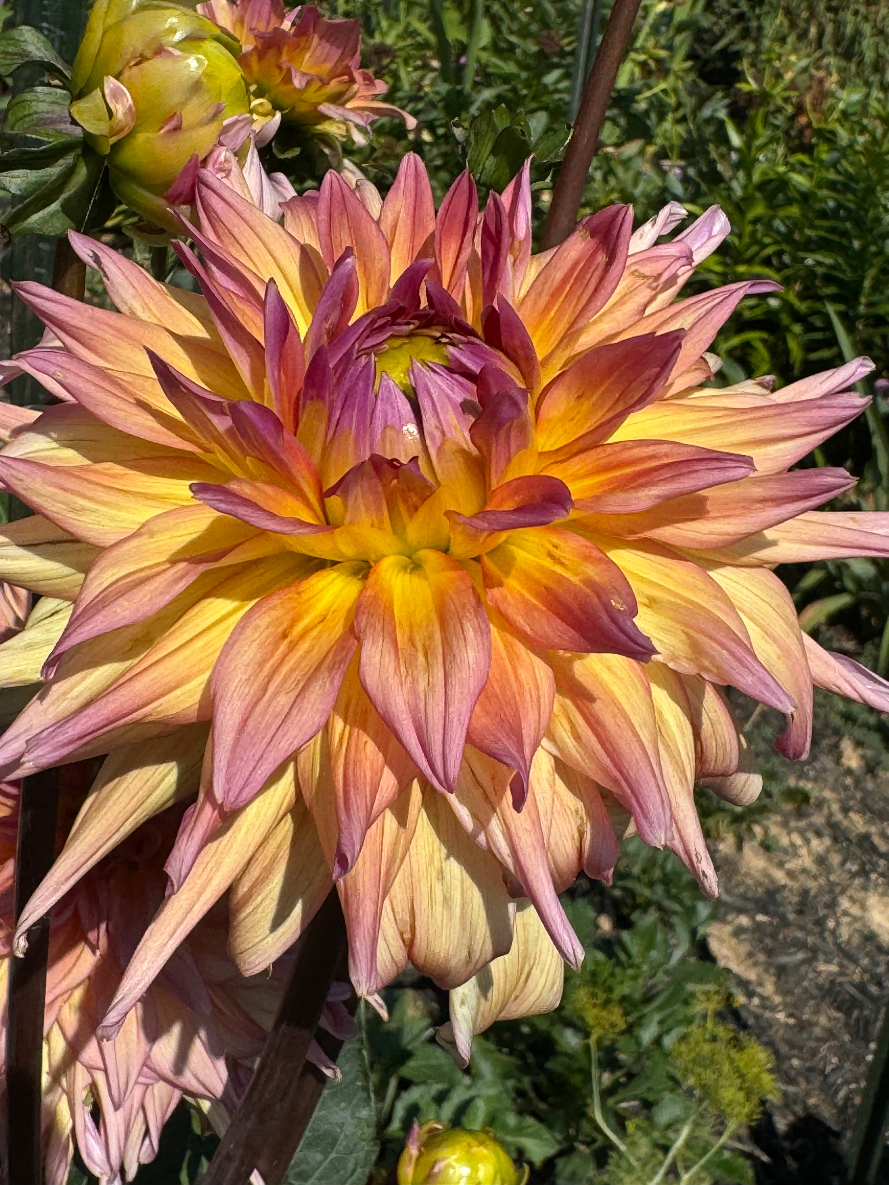 Bloomquist Collection Dahlias – Draginas Flowers LLC