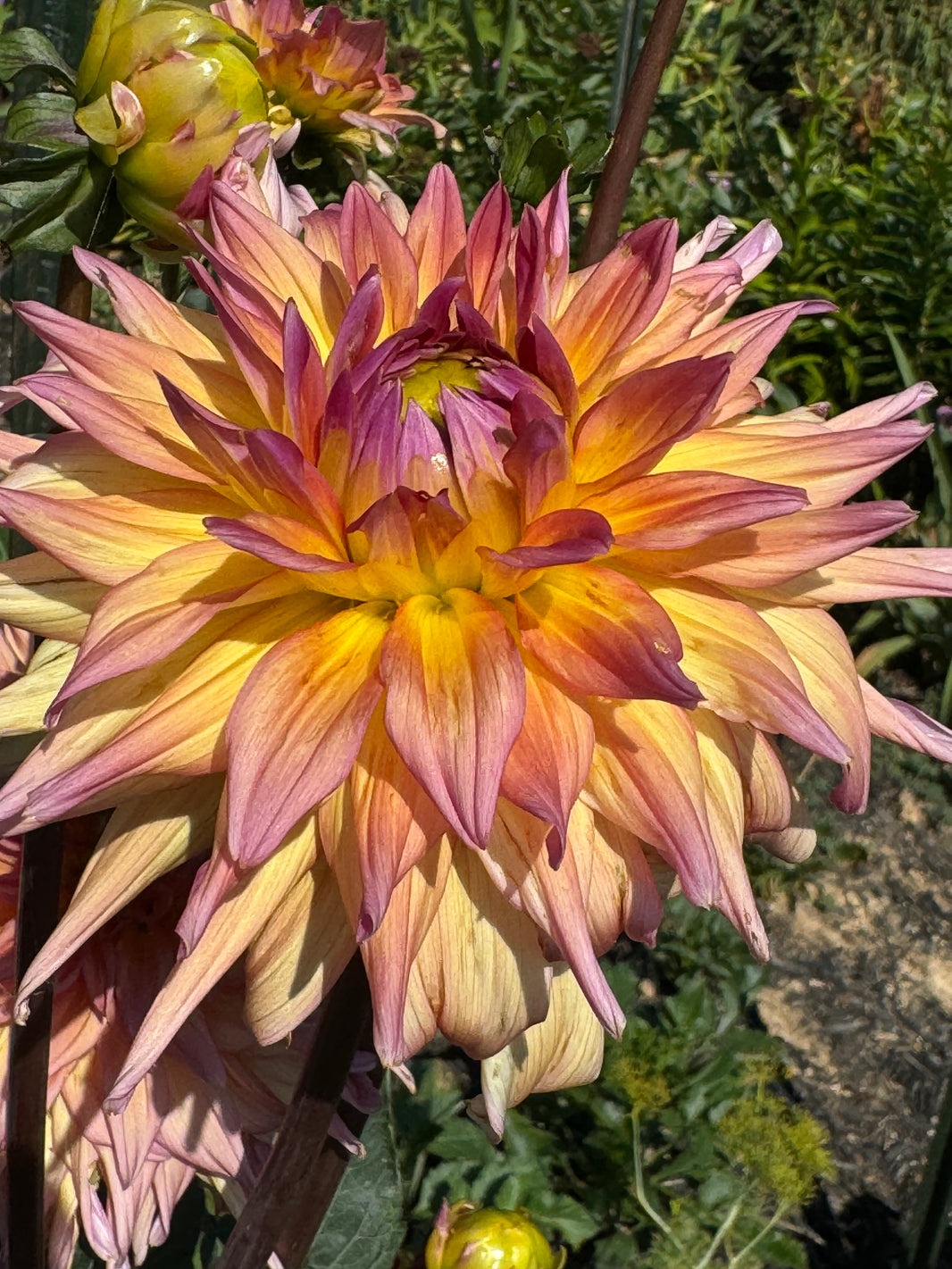Bloomquist Collection Dahlias – Draginas Flowers LLC