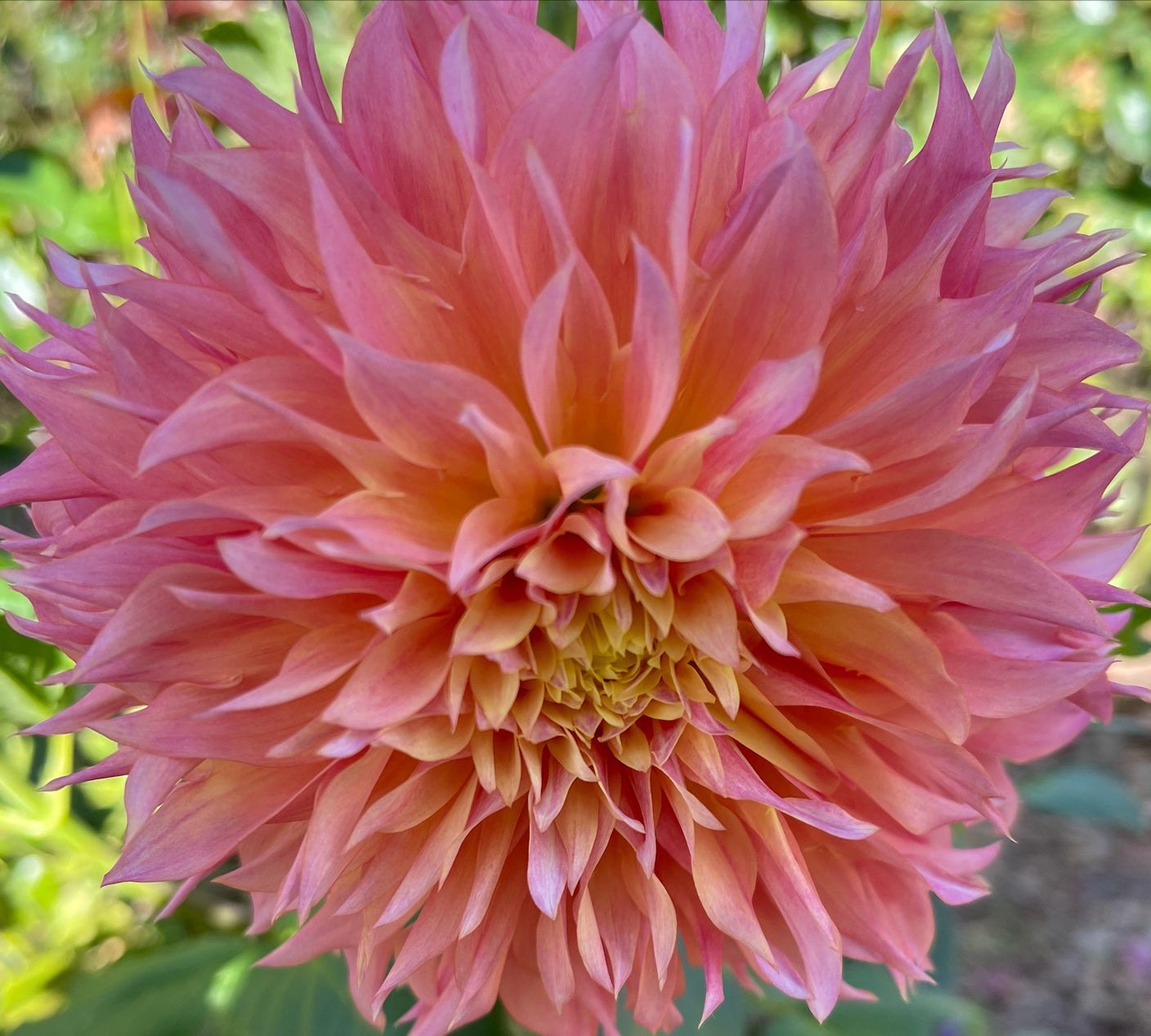 Pinland Princess Dahlia – Draginas Dahlias
