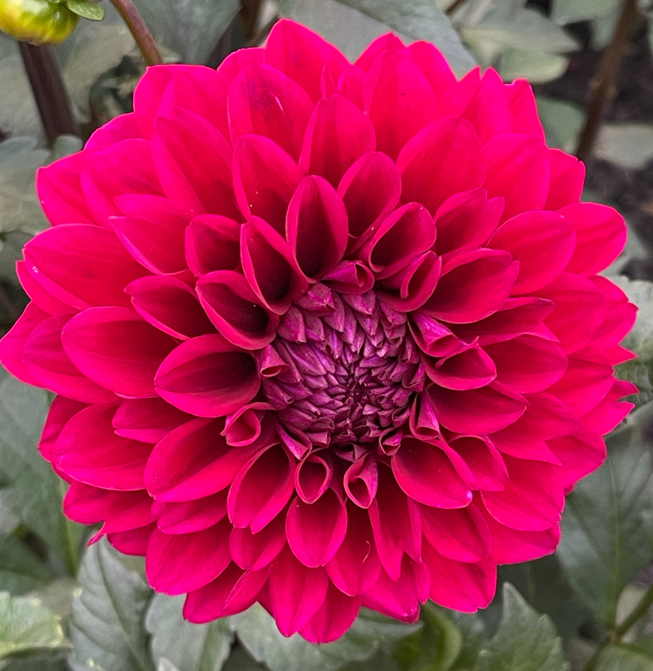 Hart’s Lora Ann Dahlia – Draginas Dahlias