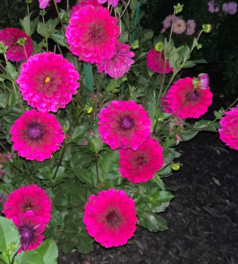 J. S. Dorothy Rose Dahlia – Draginas Dahlias