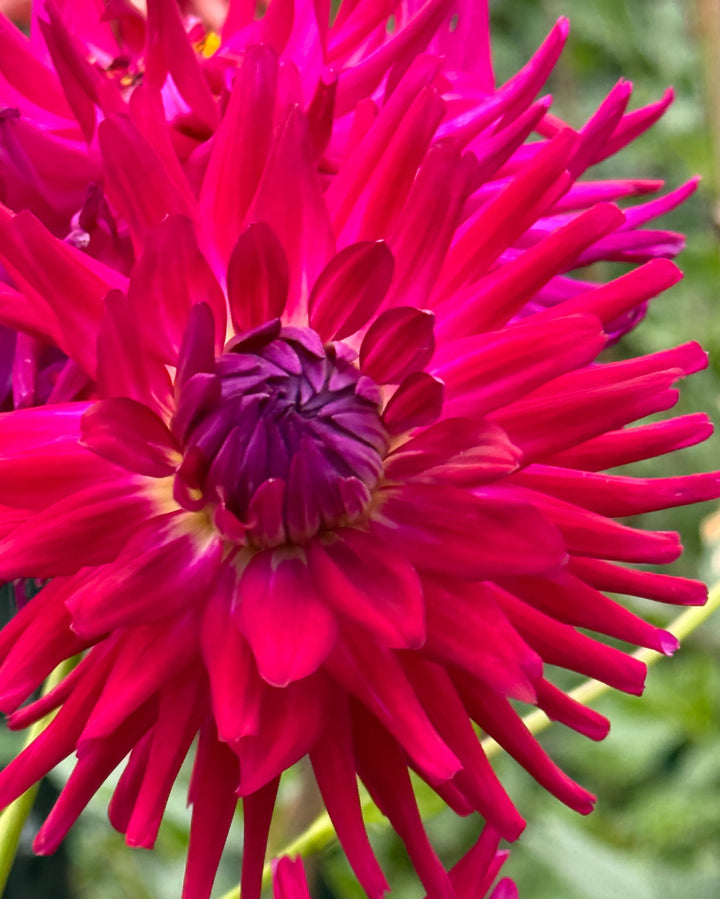 AC Collection Dahlias – Draginas Flowers LLC