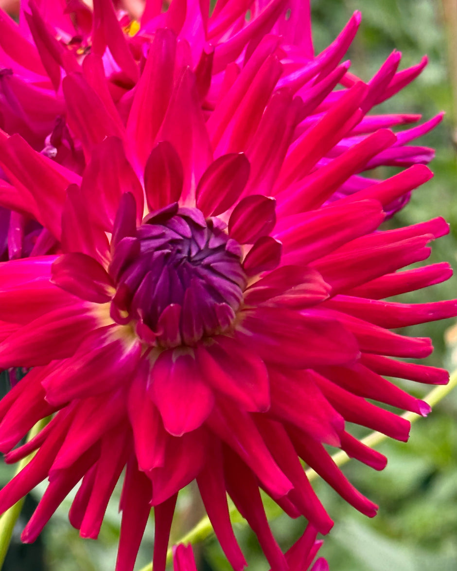 AC Collection Dahlias – Draginas Flowers LLC