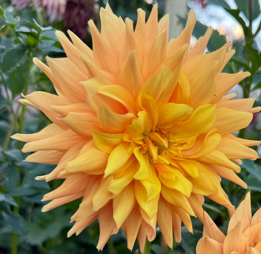 Products – Draginas Dahlias