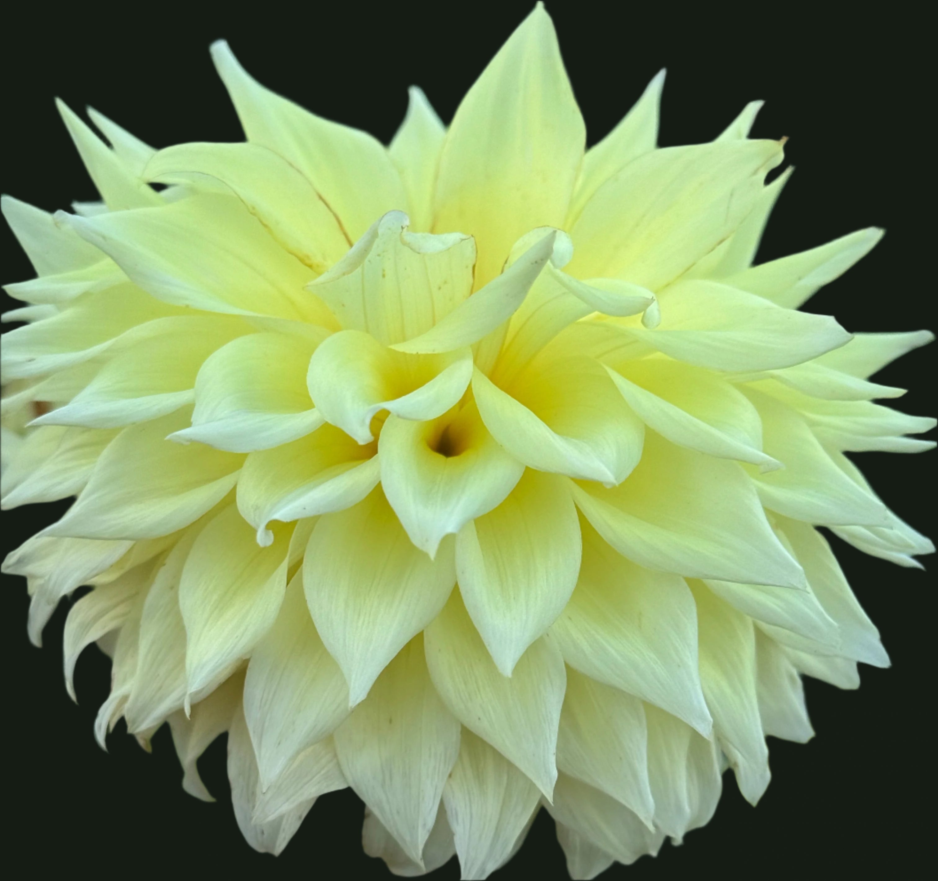 Bloomquist Collection Dahlias – Draginas Flowers LLC