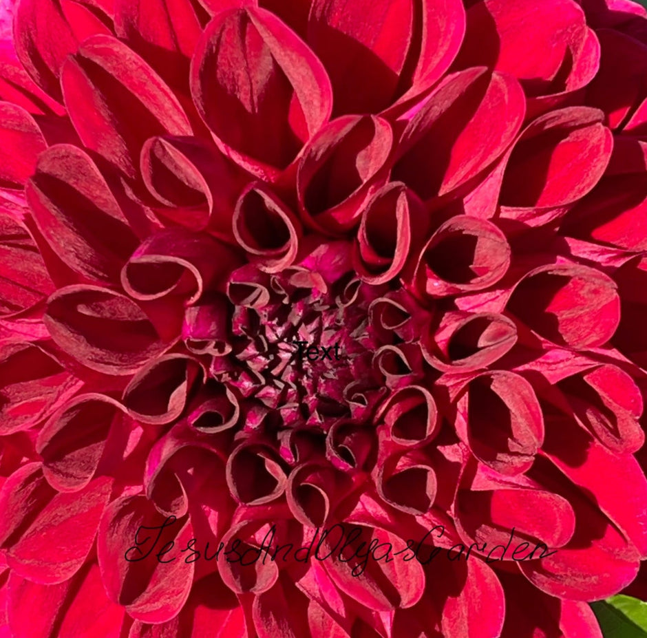 AC Collection Dahlias – Draginas Flowers LLC