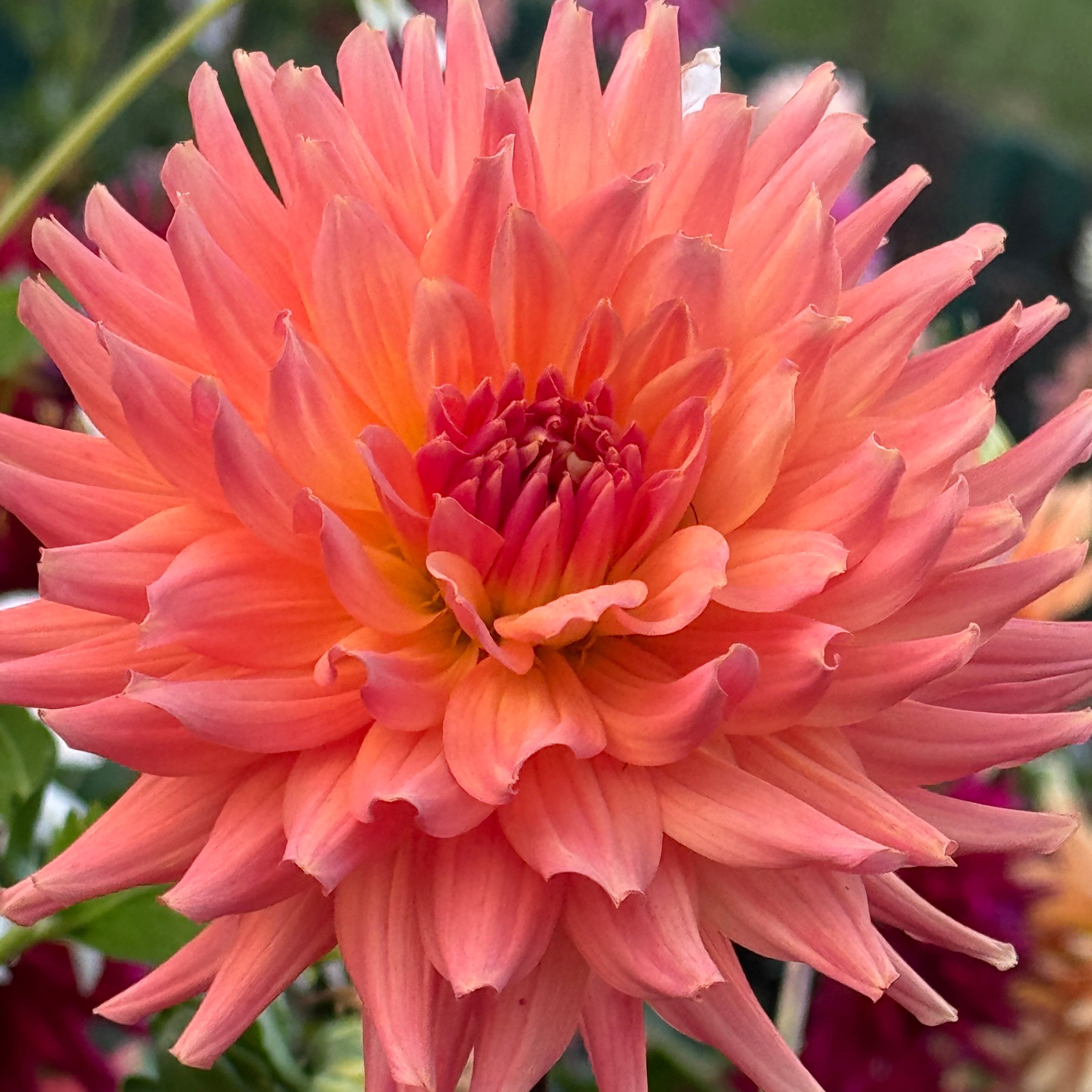 Bloomquist Collection Dahlias Draginas Flowers Llc