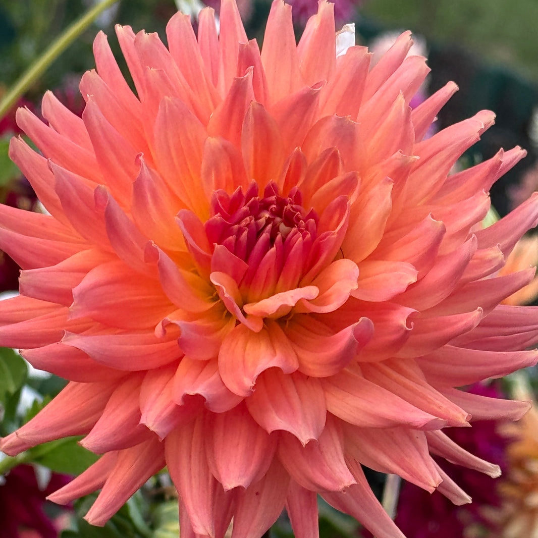 Bloomquist Collection Dahlias – Draginas Dahlias