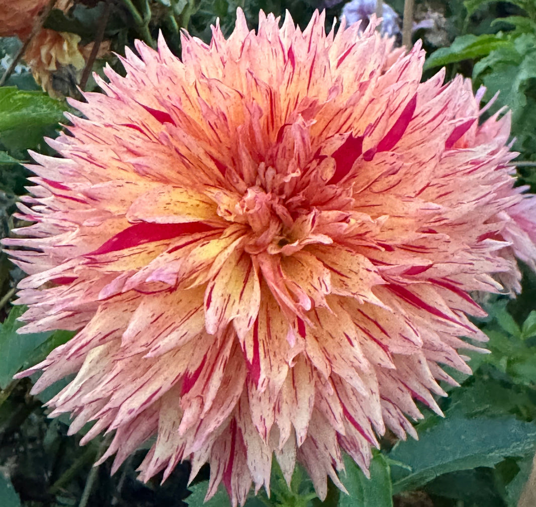 Lacinated Dahlia Collection – Draginas Flowers LLC