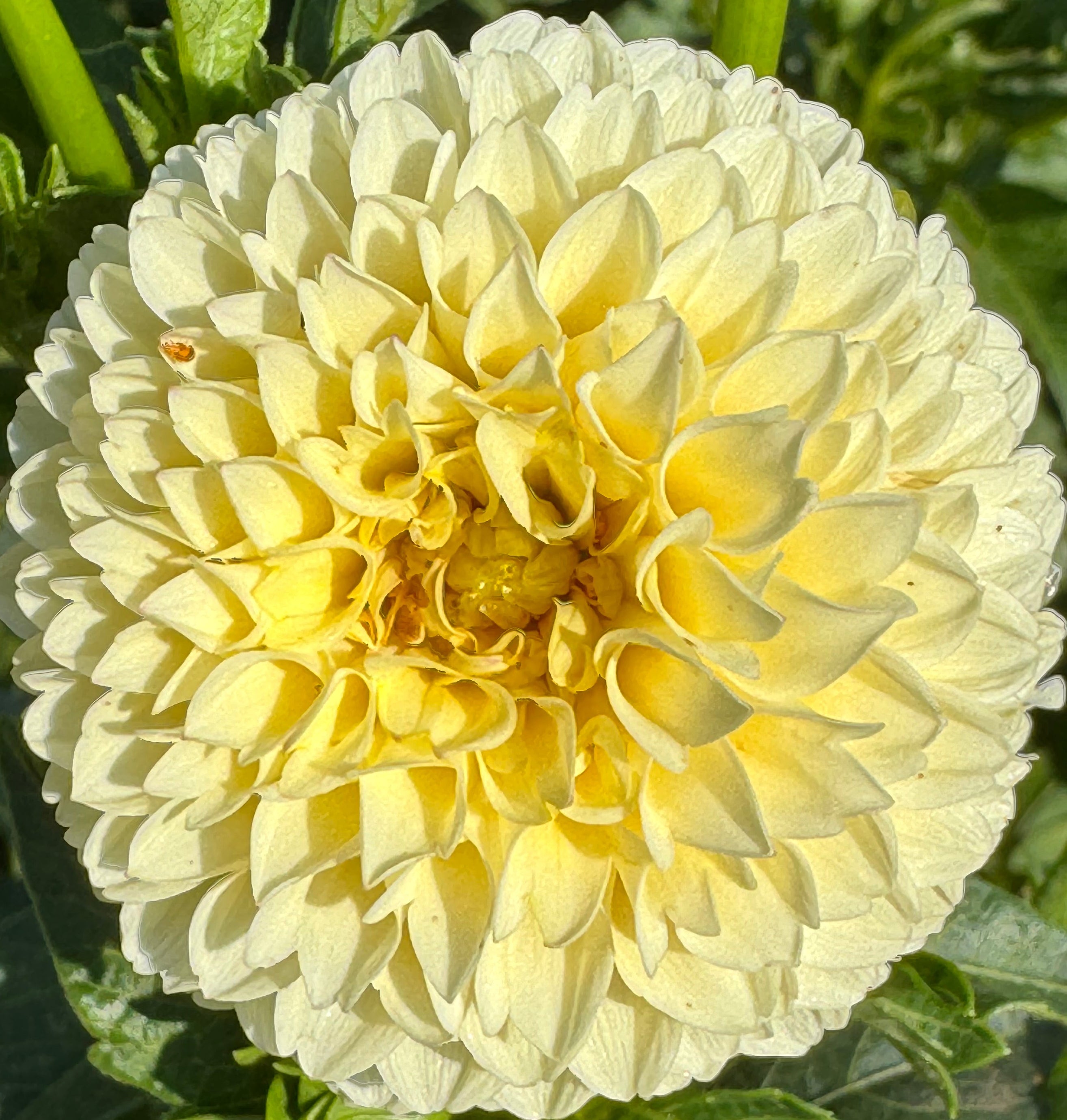 Creamy Dahlia – Draginas Dahlias