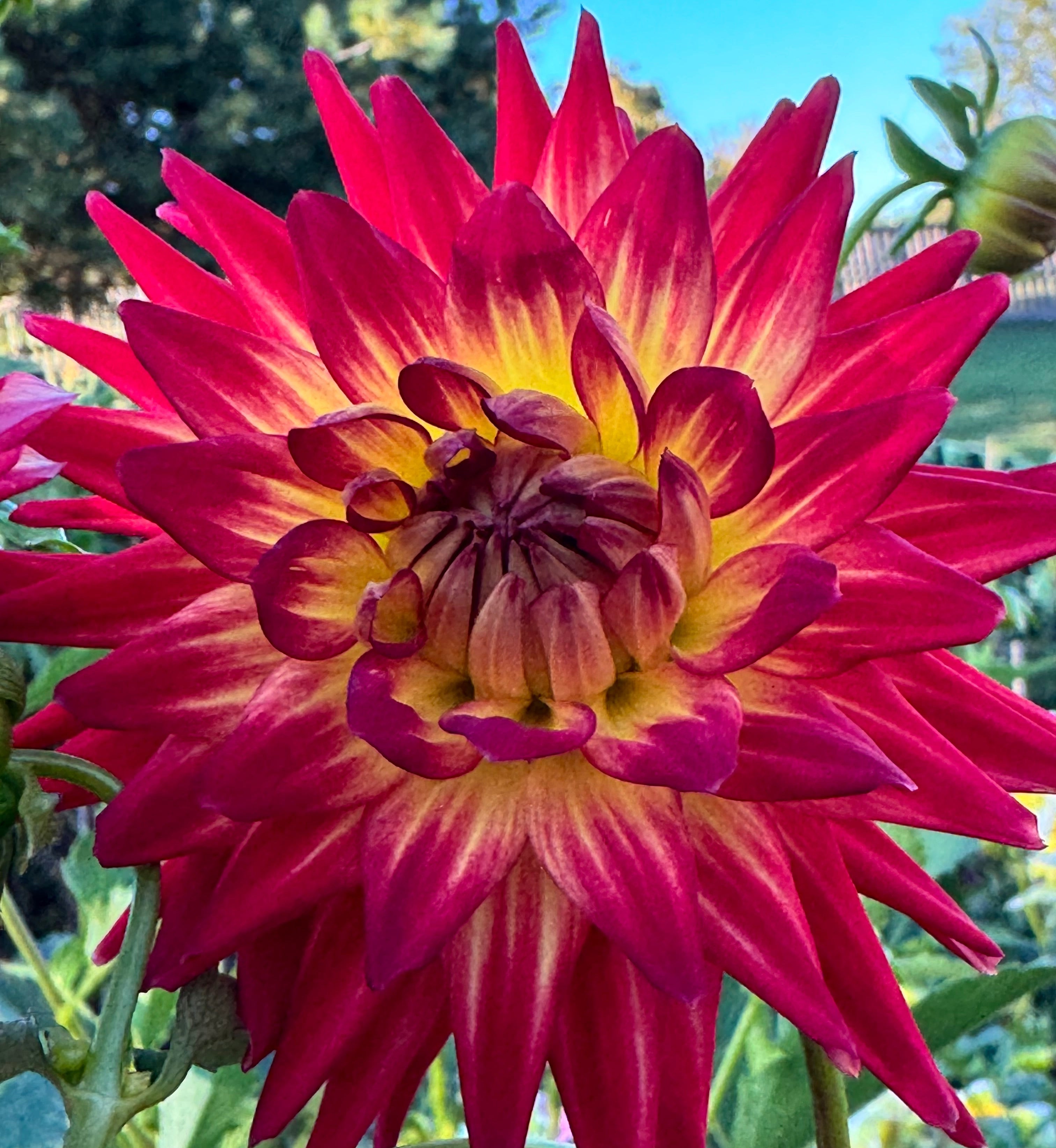 AC Collection Dahlias – Draginas Flowers LLC