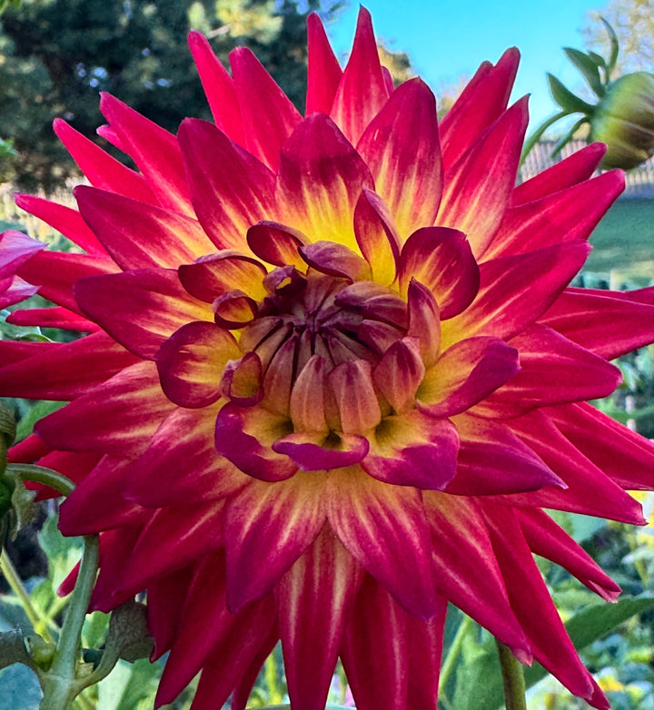 AC Collection Dahlias – Draginas Flowers LLC
