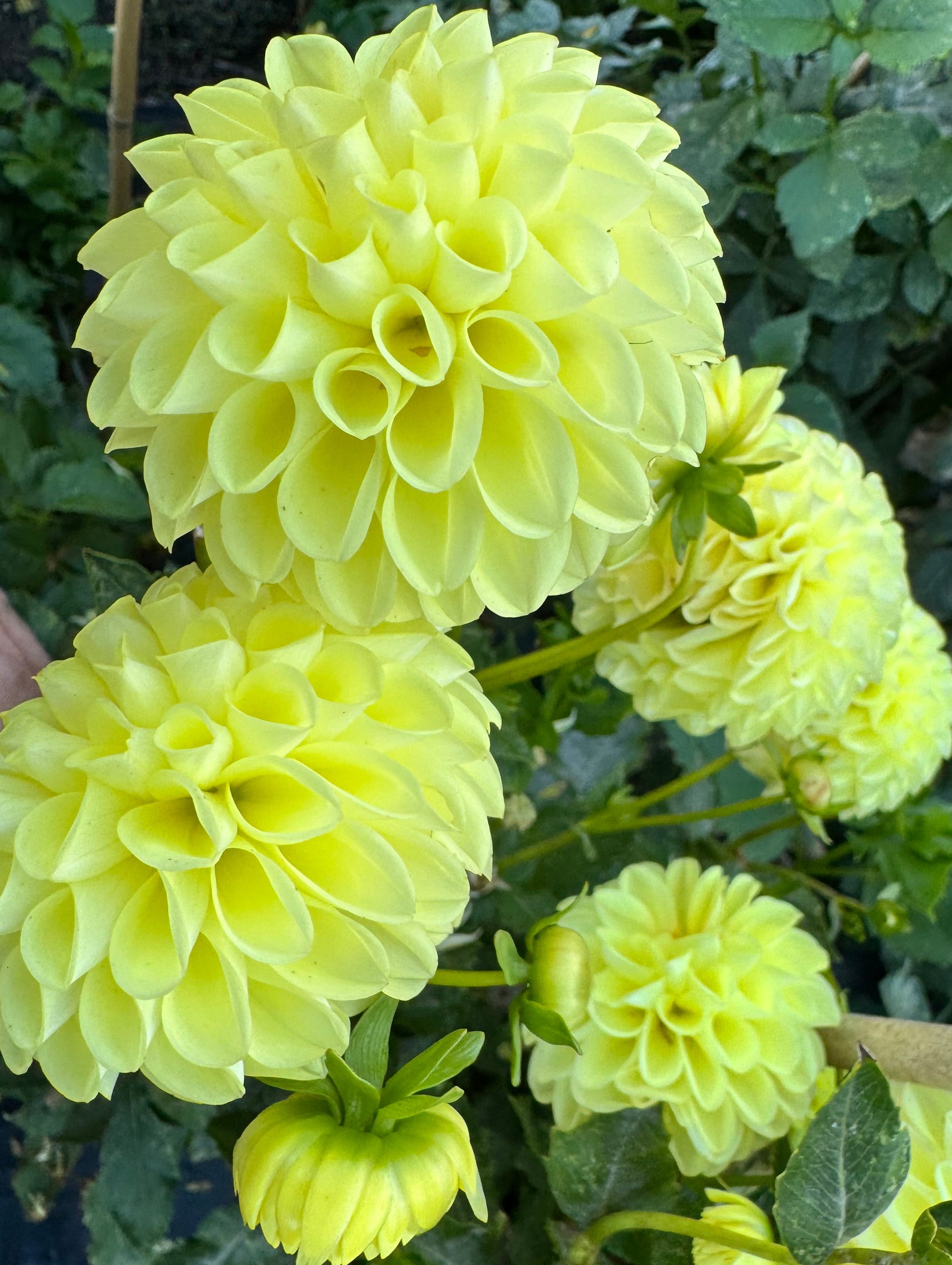 AC Collection Dahlias – Draginas Flowers LLC