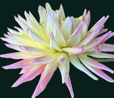 AC Collection Dahlias – Draginas Flowers LLC