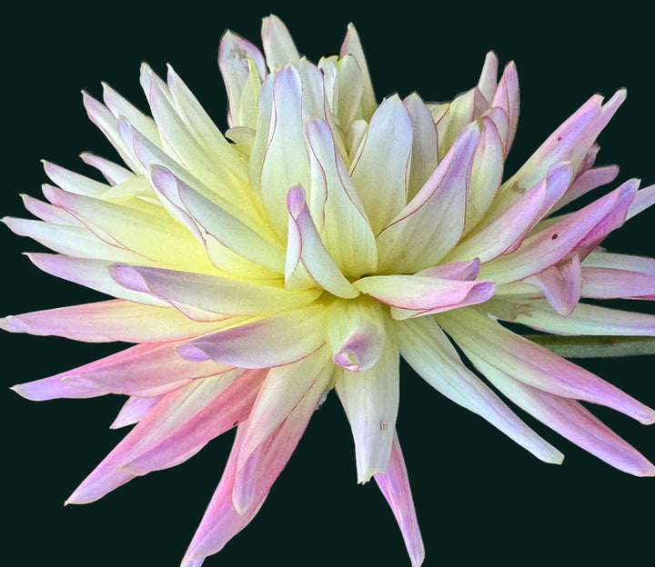 AC Collection Dahlias – Draginas Flowers LLC