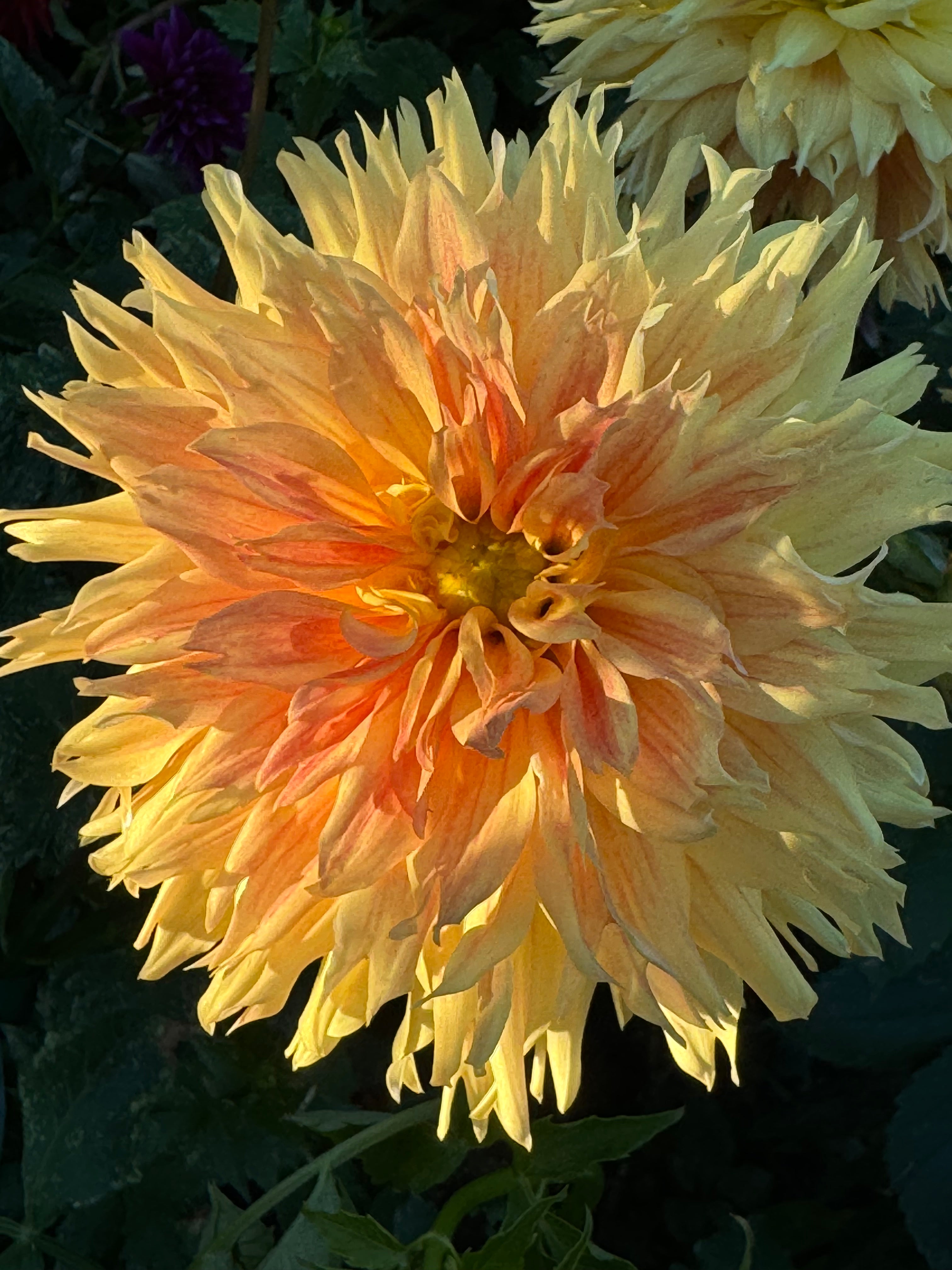 Joycie C Dahlia – Draginas Dahlias