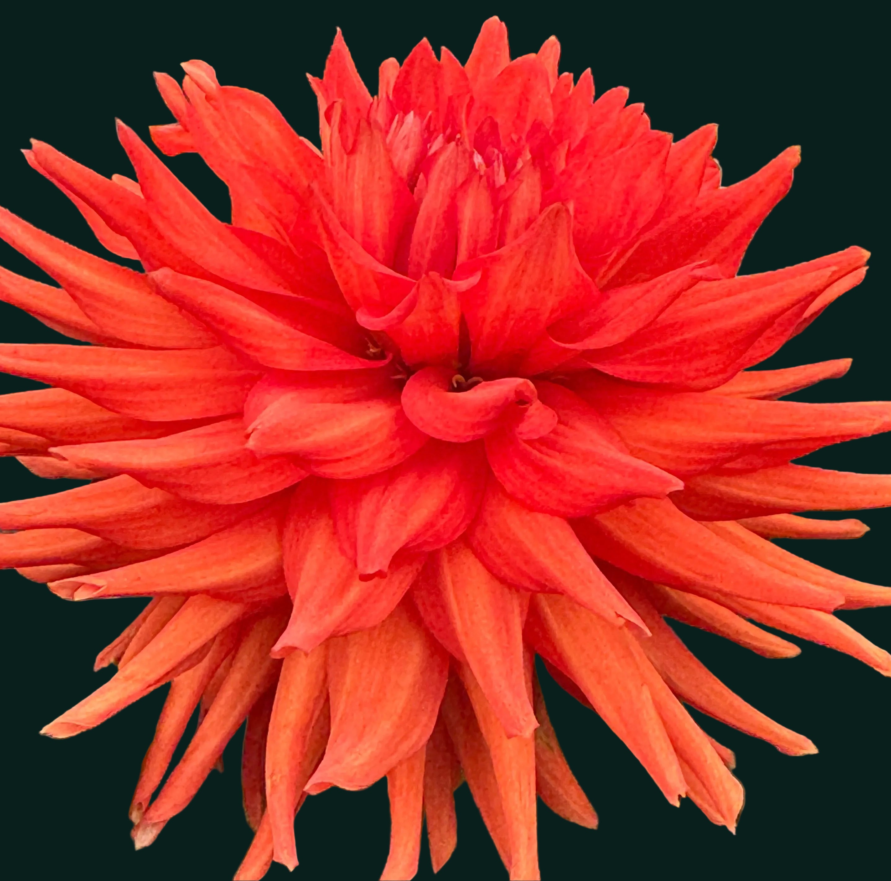 AC Collection Dahlias – Draginas Flowers LLC
