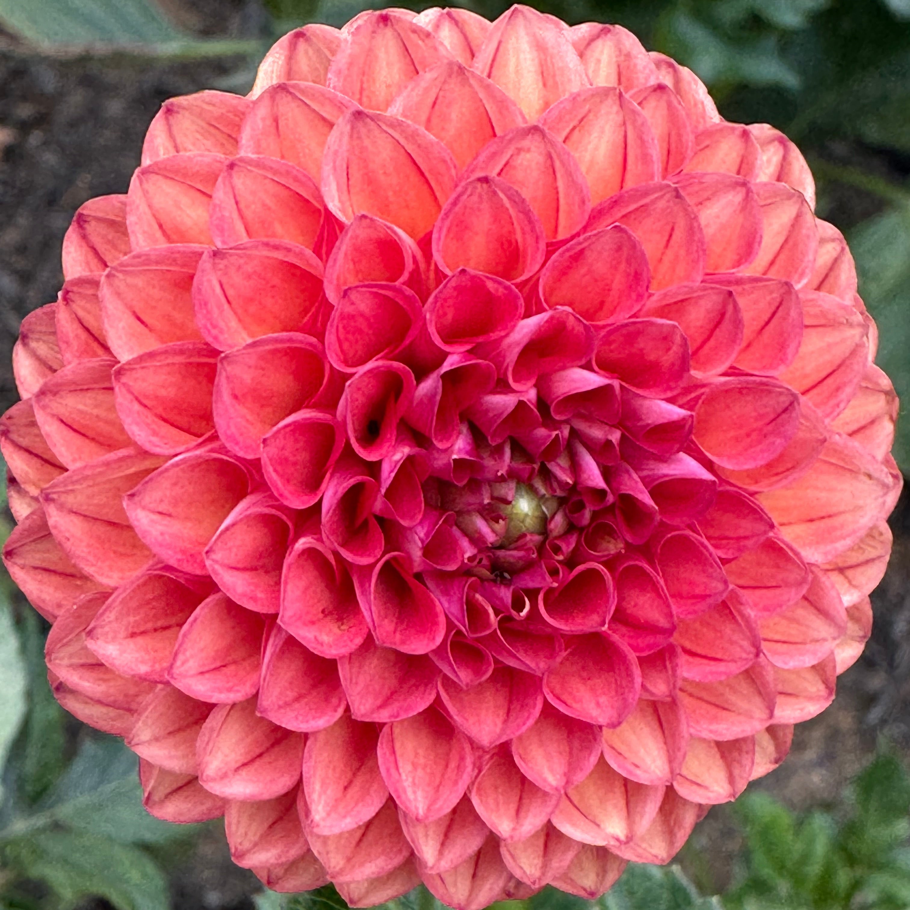 Valley Rust Bucket Dahlia – Draginas Dahlias