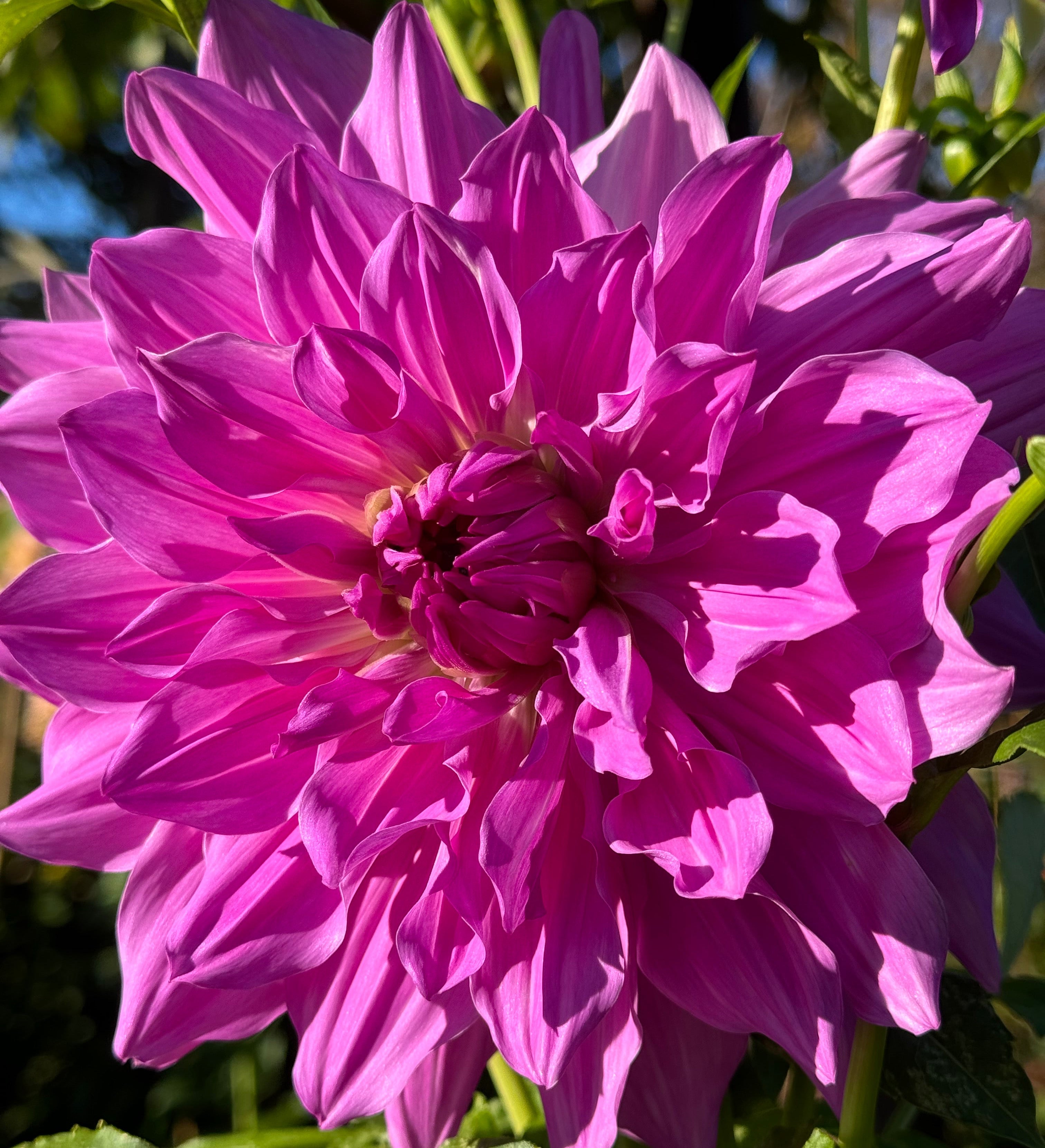 Lavender Ruffles Dahlia – Draginas Dahlias